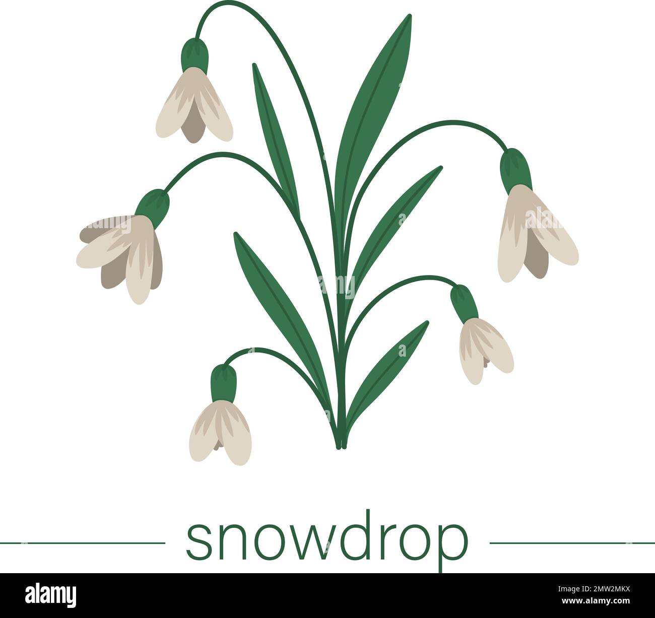 Vector flat snowdrop illustration. Cute spring flowers. First blooming ...