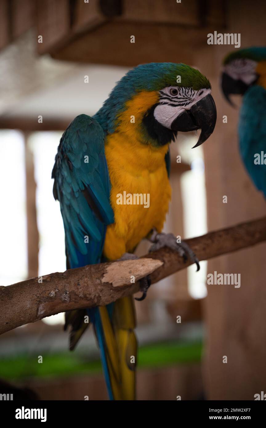Bird on a vertical rope hi-res stock photography and images - Alamy