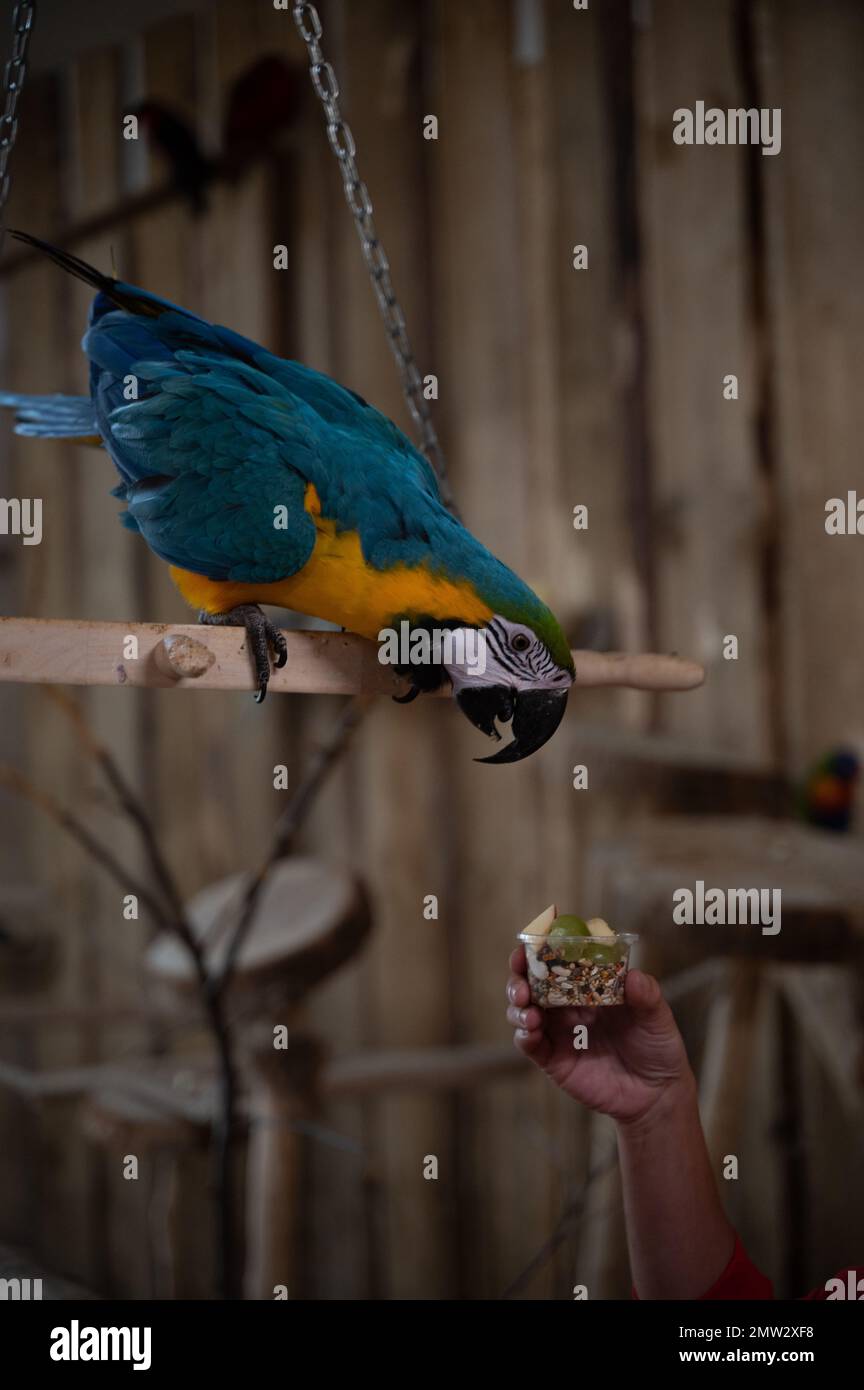 Colorful Macaw eating grapes while standing on a small wooden swing ...