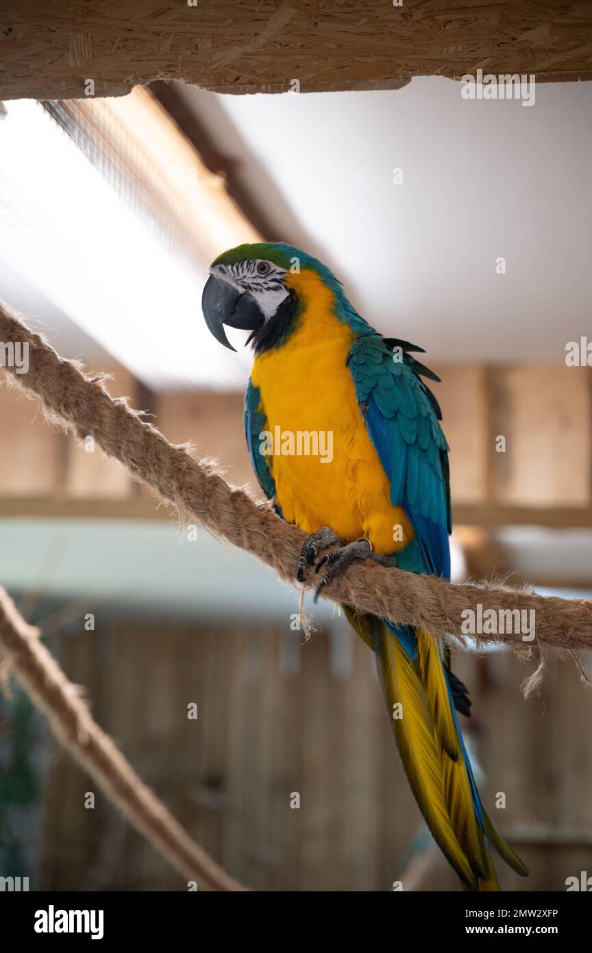The Colorful Macaw standing on a rope, vertical Stock Photo - Alamy