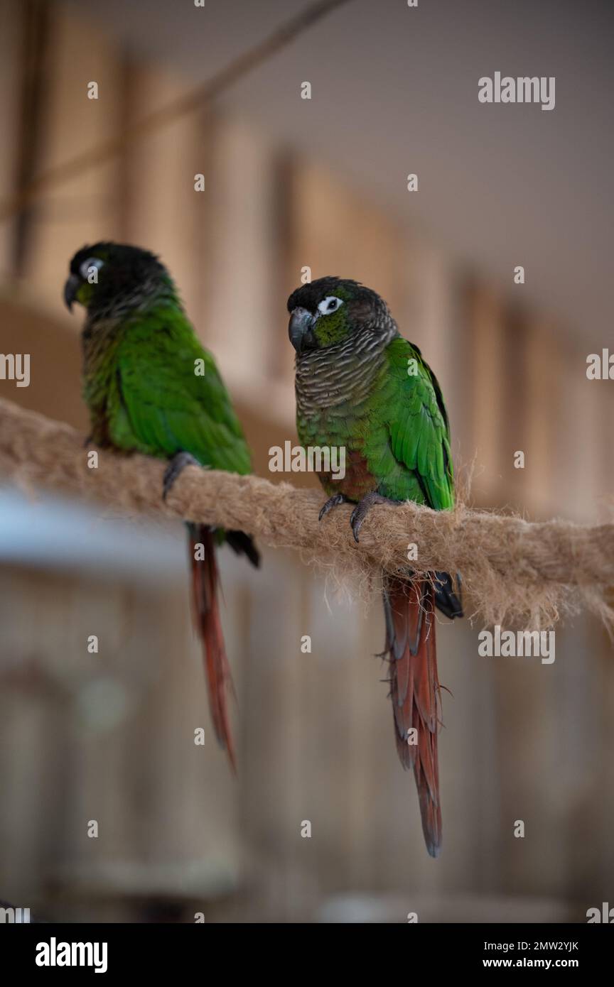 Bird on a vertical rope hi-res stock photography and images - Alamy