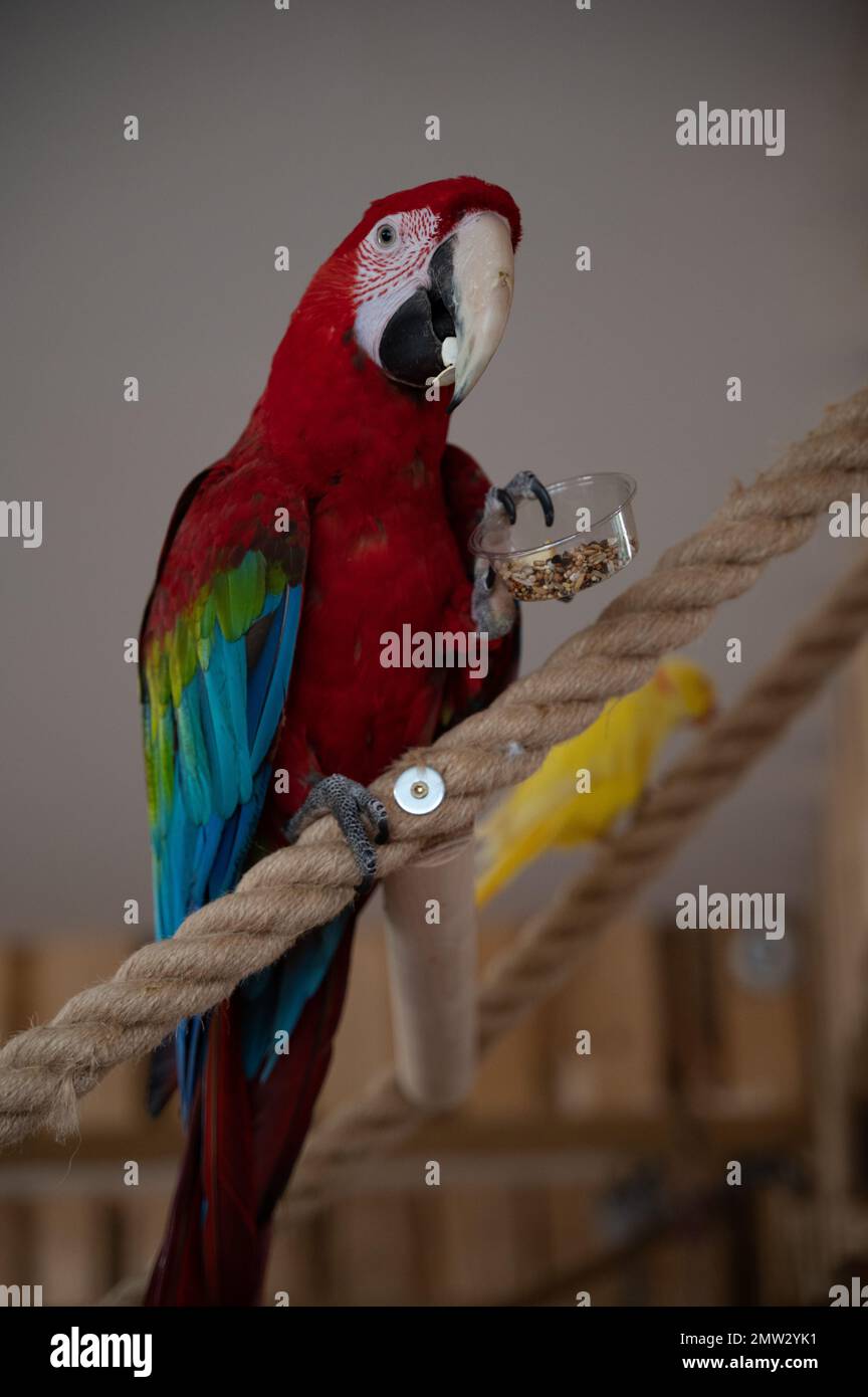 Bird on a vertical rope hi-res stock photography and images - Alamy