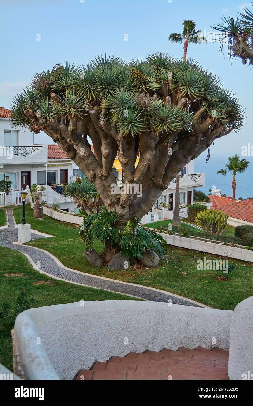 Drago tree typical natural attraction of the island of Tenerife in ...