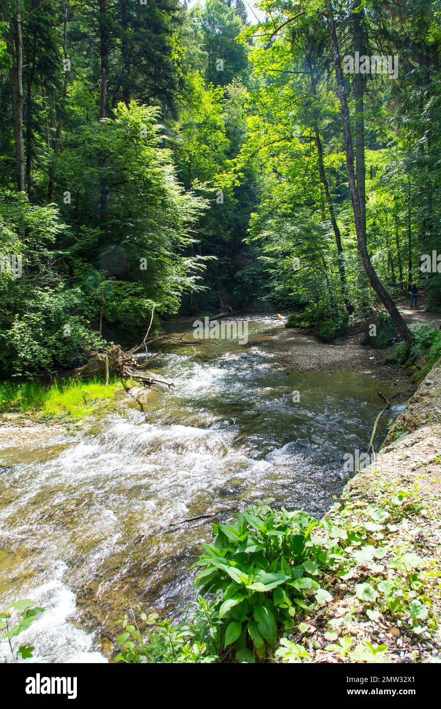 Woodland sunlight stream hi-res stock photography and images - Alamy