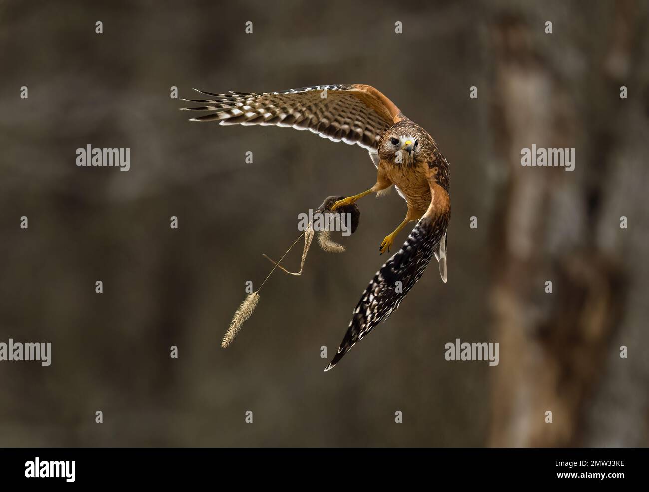 A red-shouldered hawk during flight in blurred background Stock Photo ...