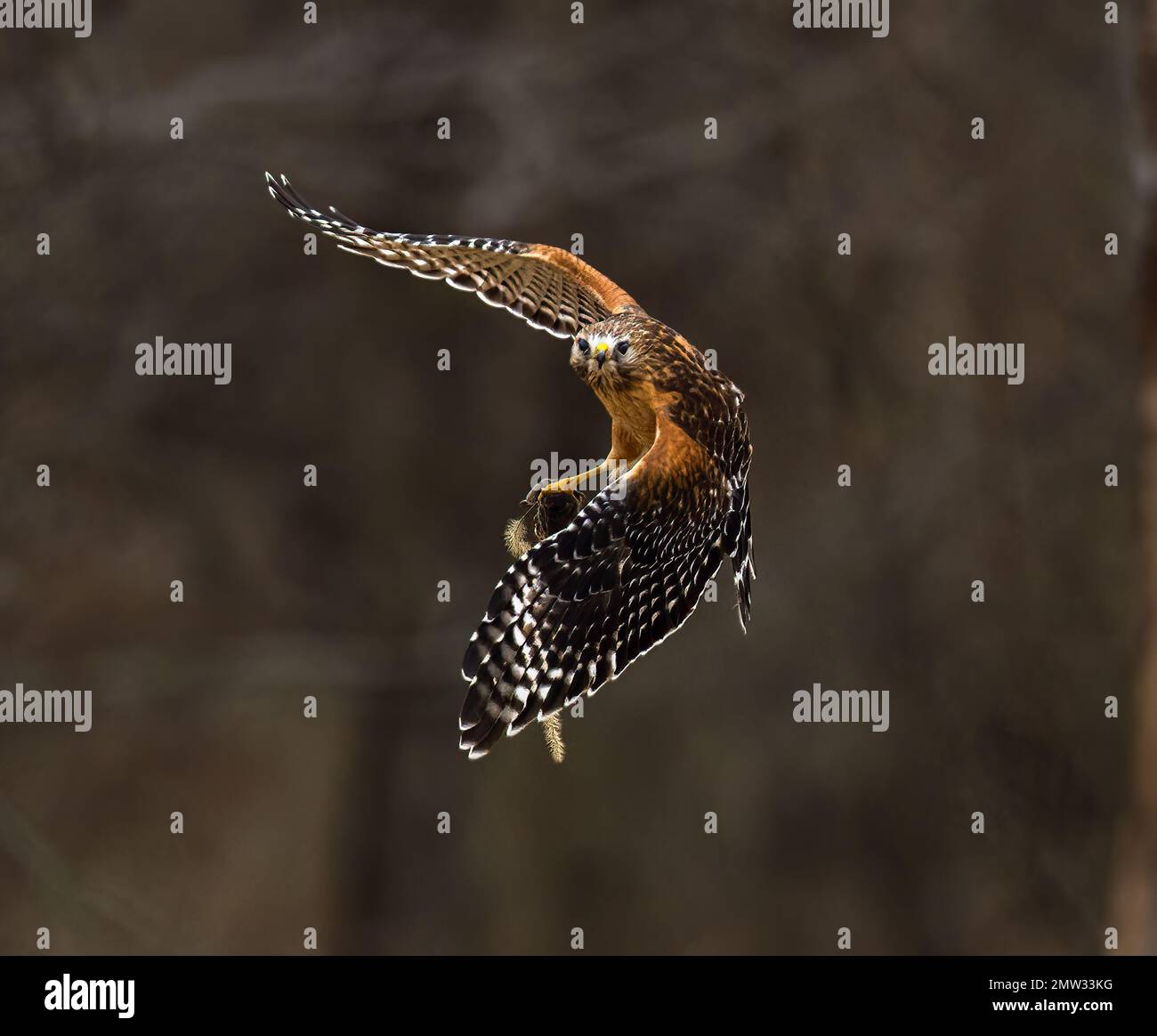 A red-shouldered hawk during flight in blurred background Stock Photo ...