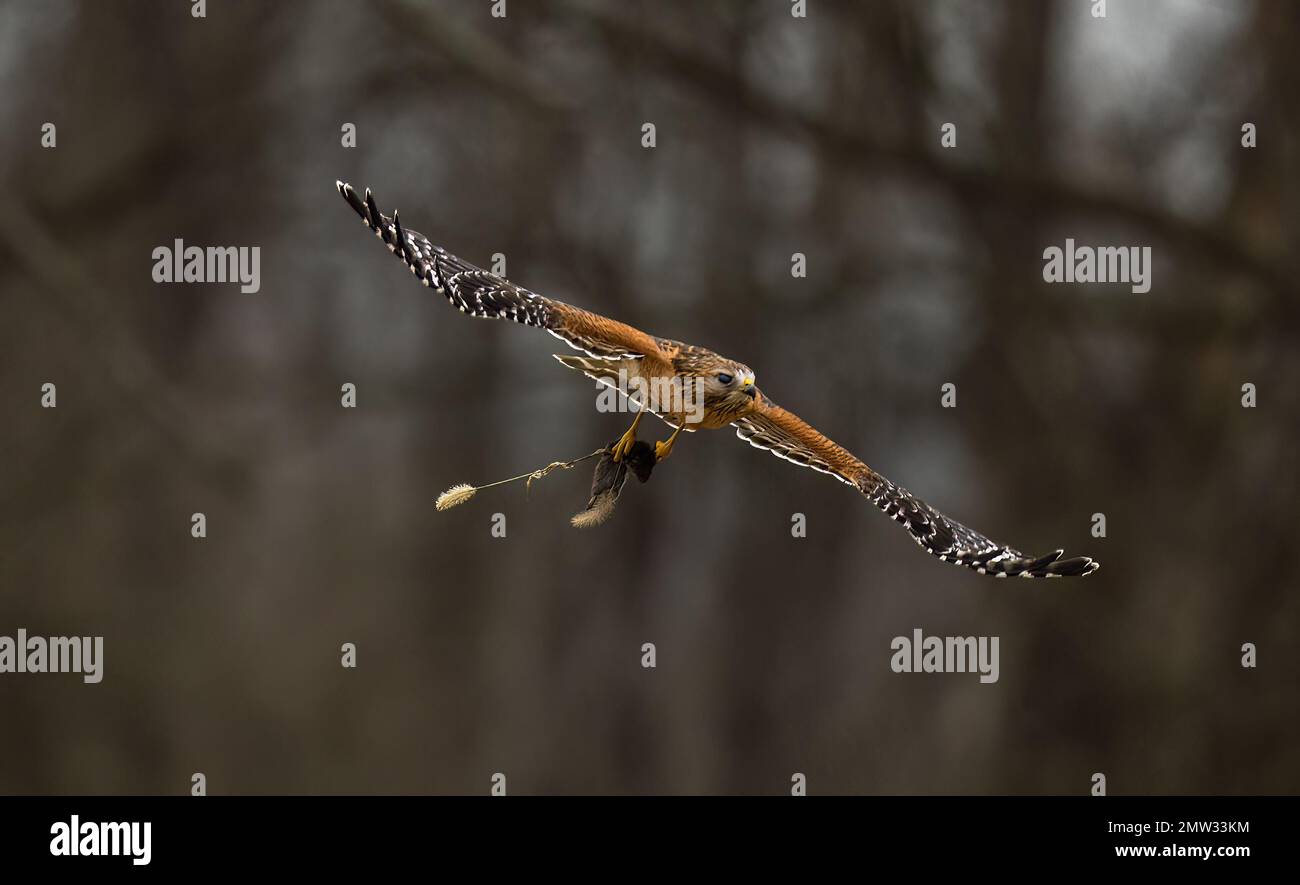 A red-shouldered hawk during flight in blurred background Stock Photo ...