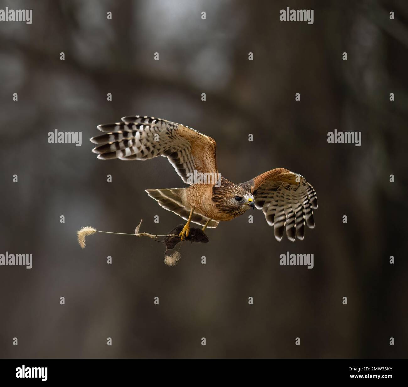 A red-shouldered hawk during flight in blurred background Stock Photo ...