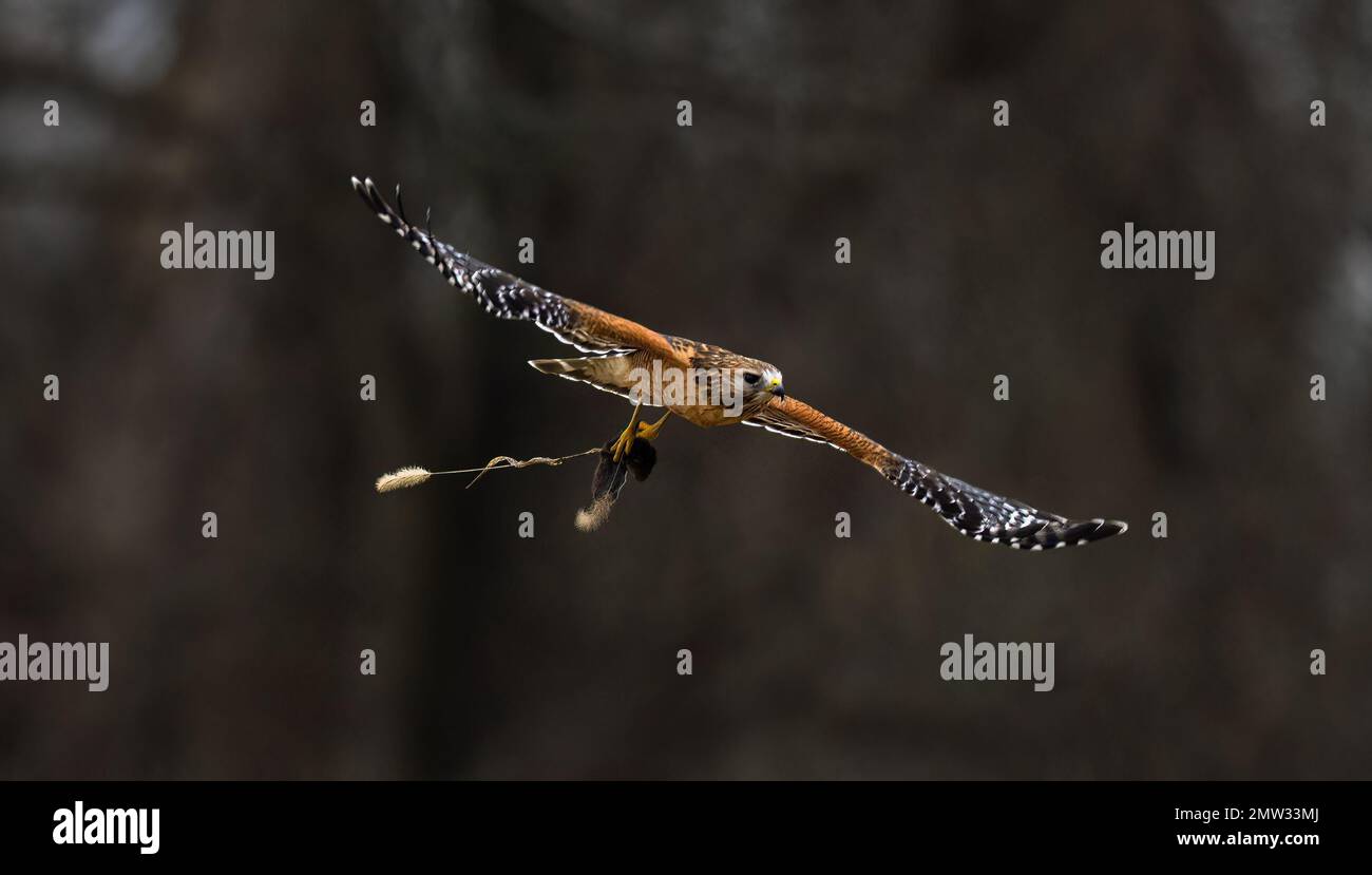 A red-shouldered hawk during flight in blurred background Stock Photo ...