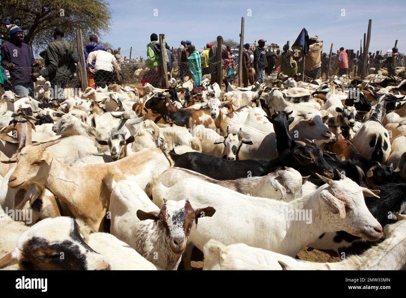 A livestock market where goats, sheep, and cattle are sold in daylight ...
