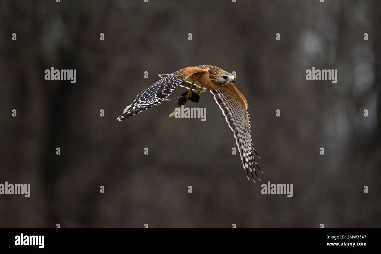 A red-shouldered hawk during flight in blurred background Stock Photo ...