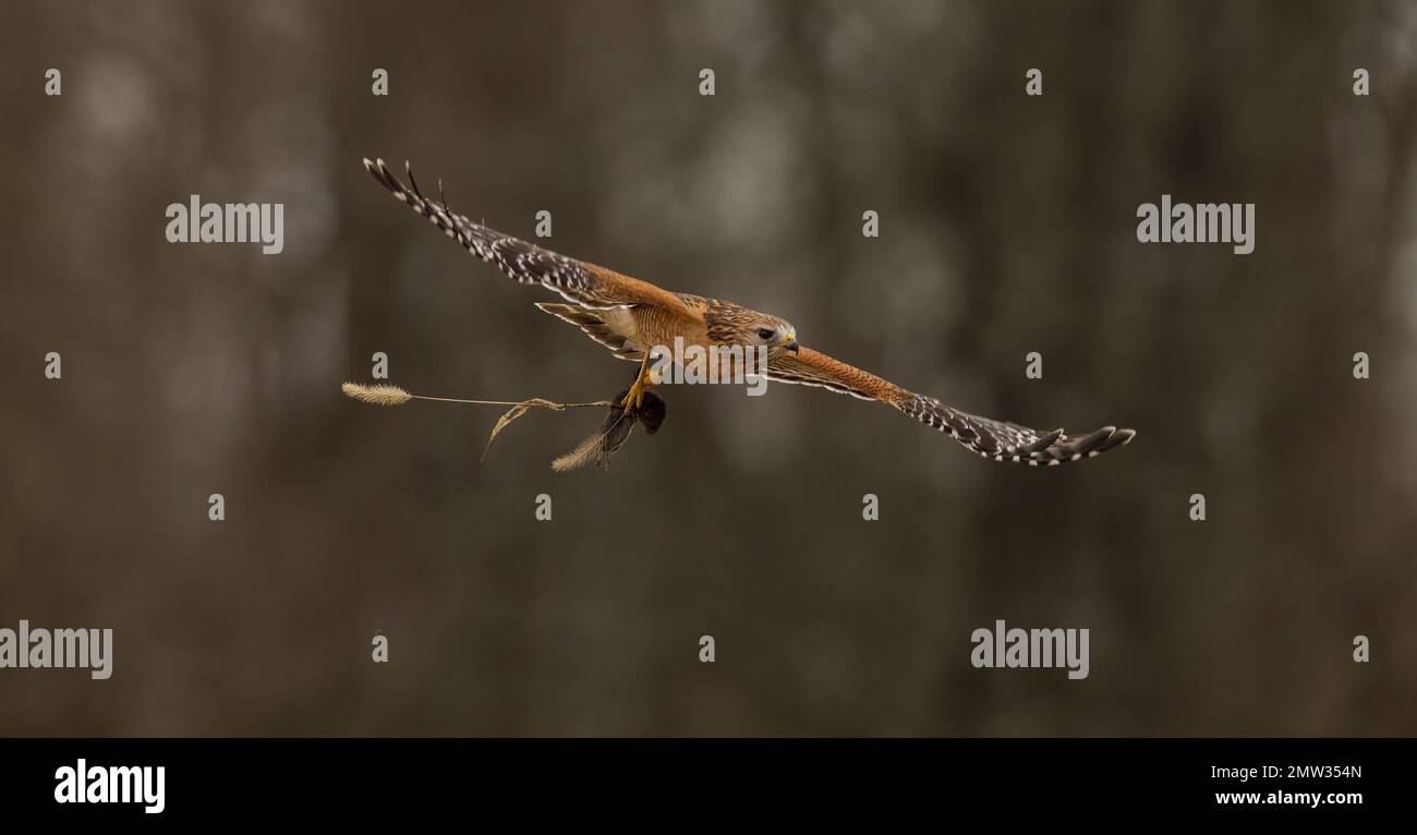 A red-shouldered hawk during flight in blurred background Stock Photo ...