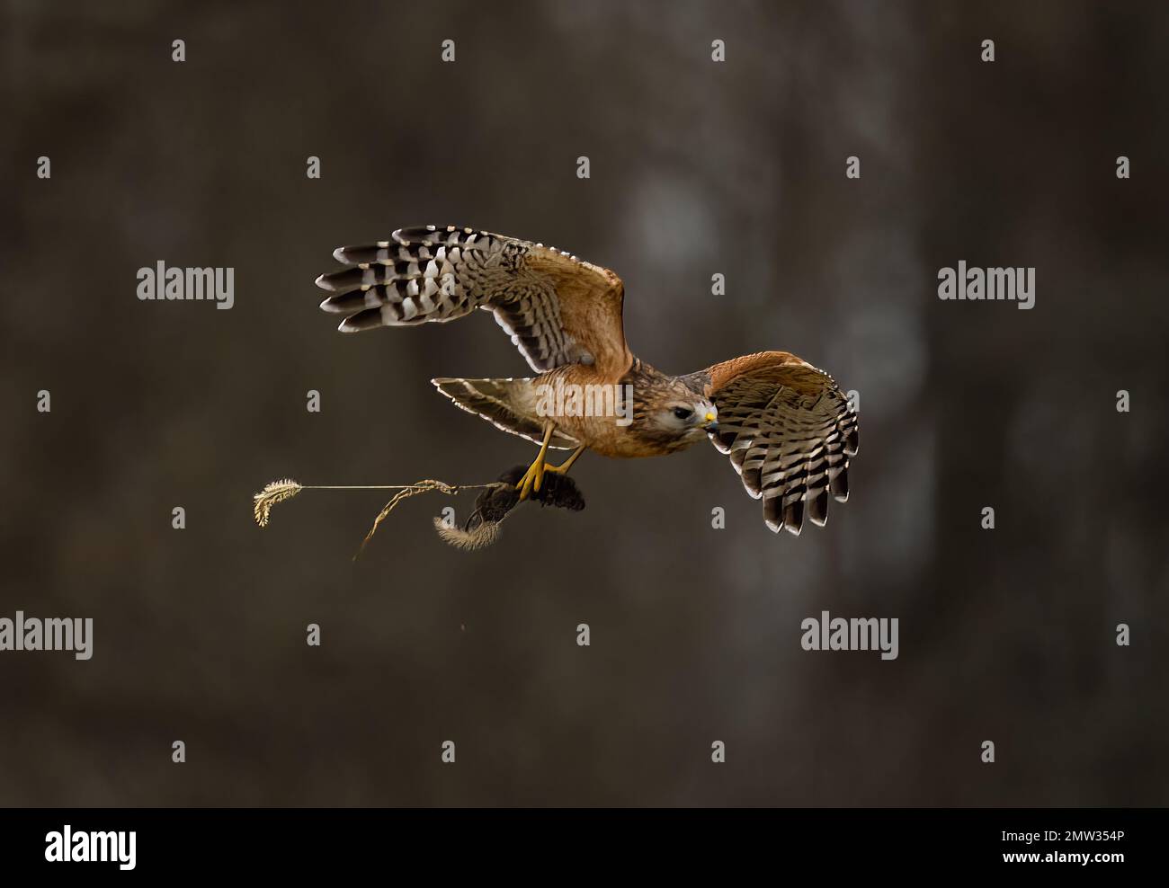 A red-shouldered hawk during flight in blurred background Stock Photo ...
