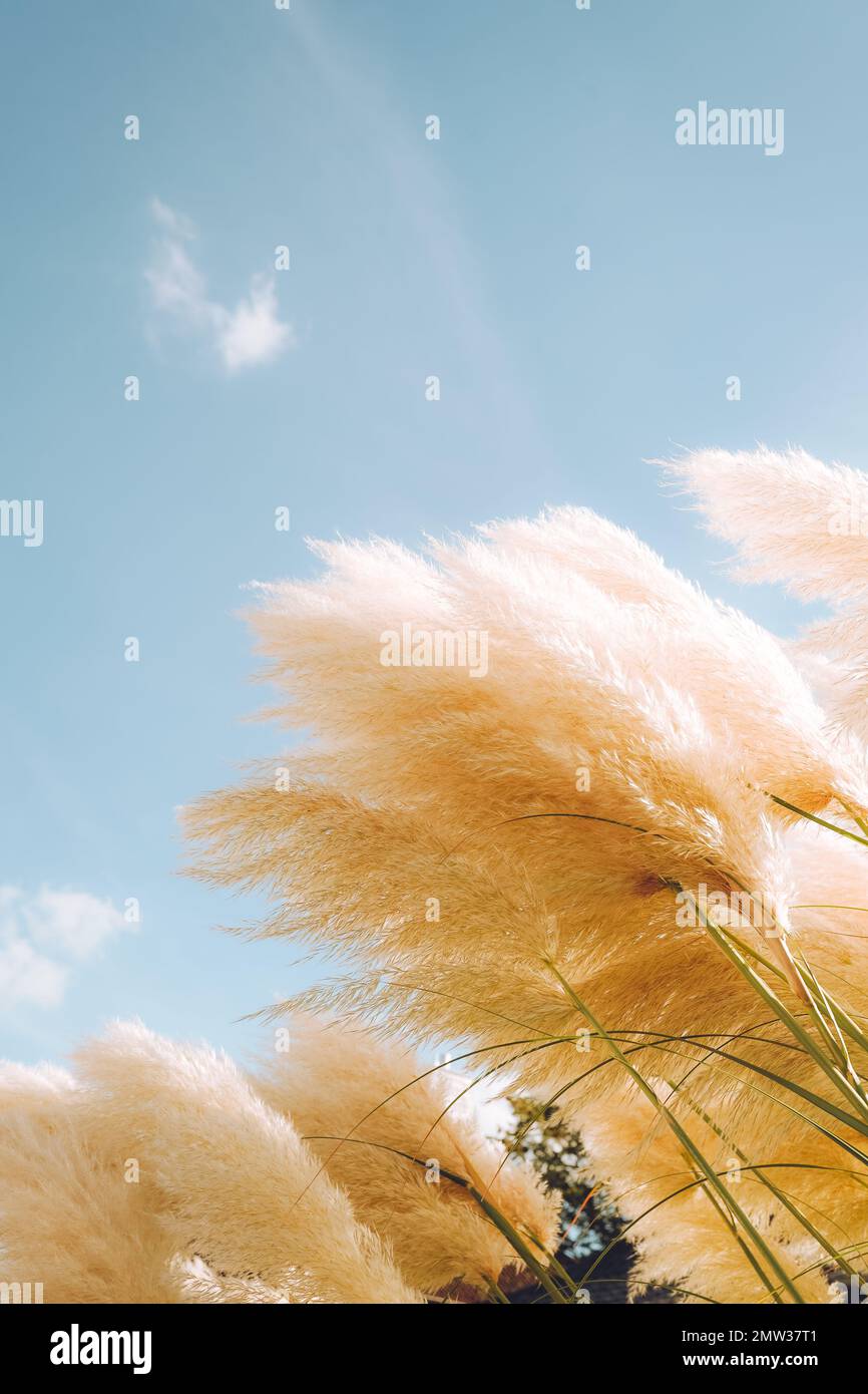 Trendy botanical background with fluffy pampas grass. Boho style plant ...
