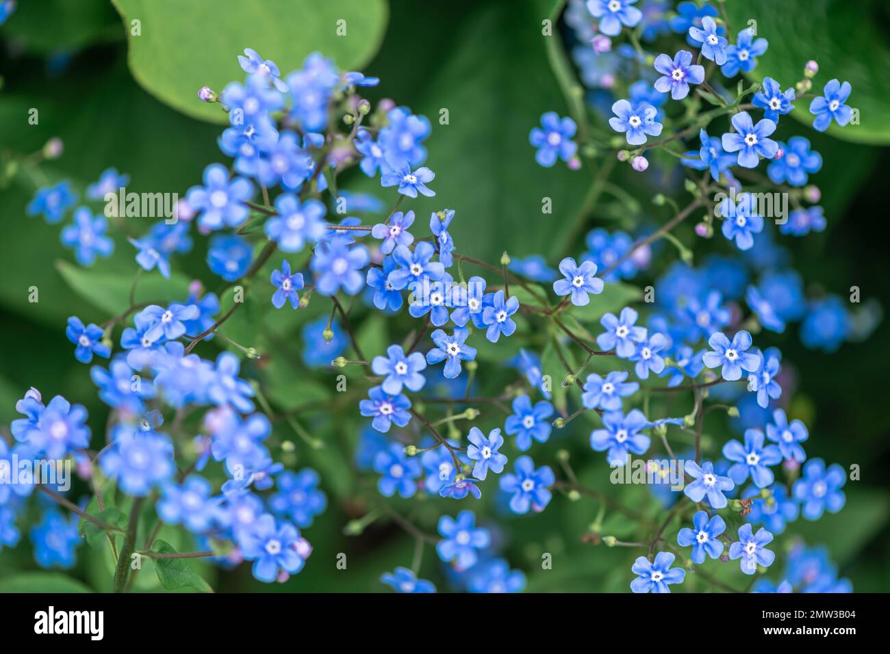 blue forget-me-not flowers Stock Photo - Alamy