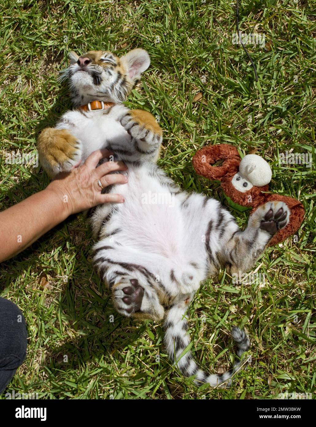 EXCLUSIVE!! This is Wild Thing's adorable 10 week old Tiger cub Tony ...