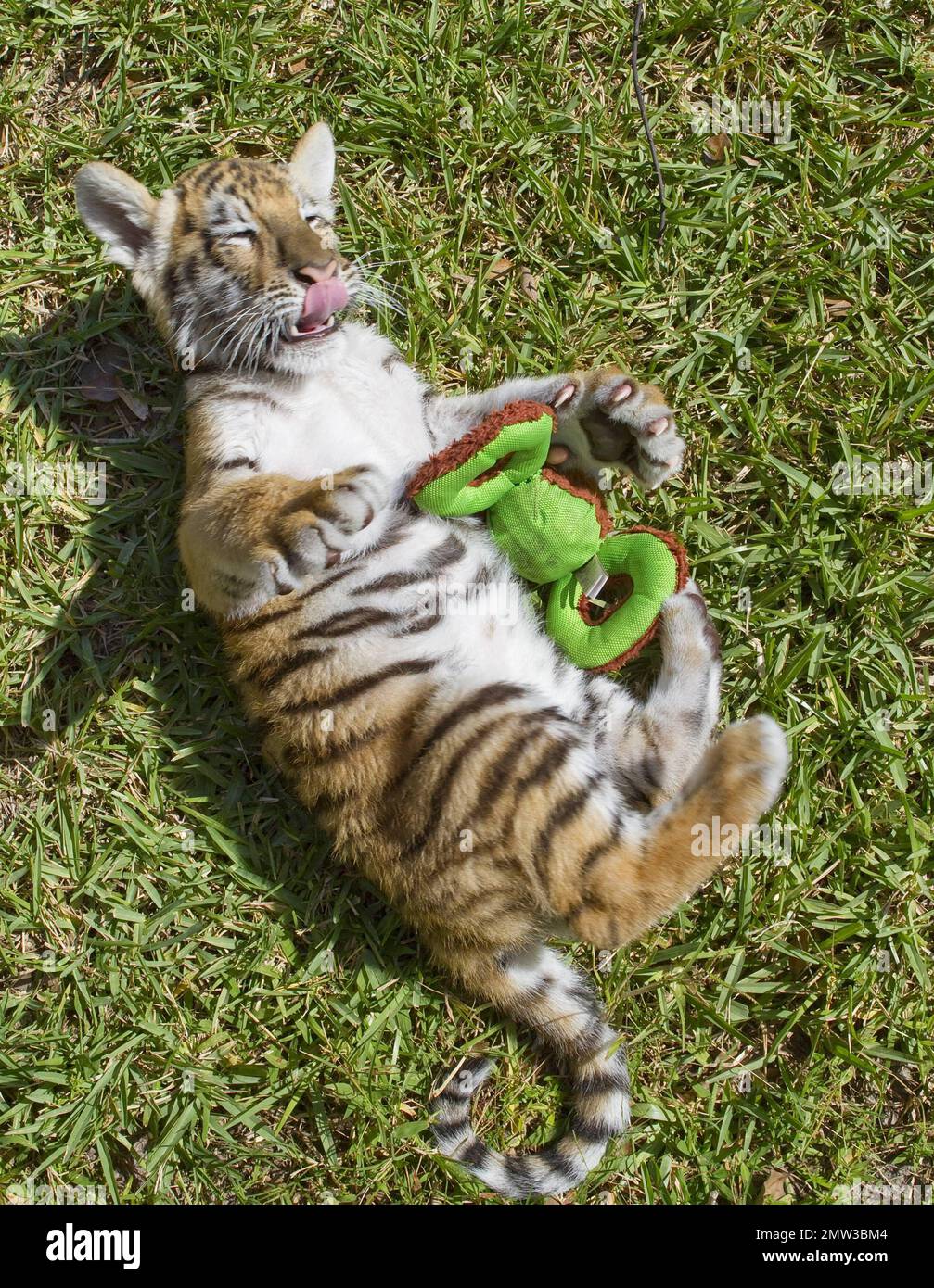 EXCLUSIVE!! This is Wild Thing's adorable 10 week old Tiger cub Tony ...