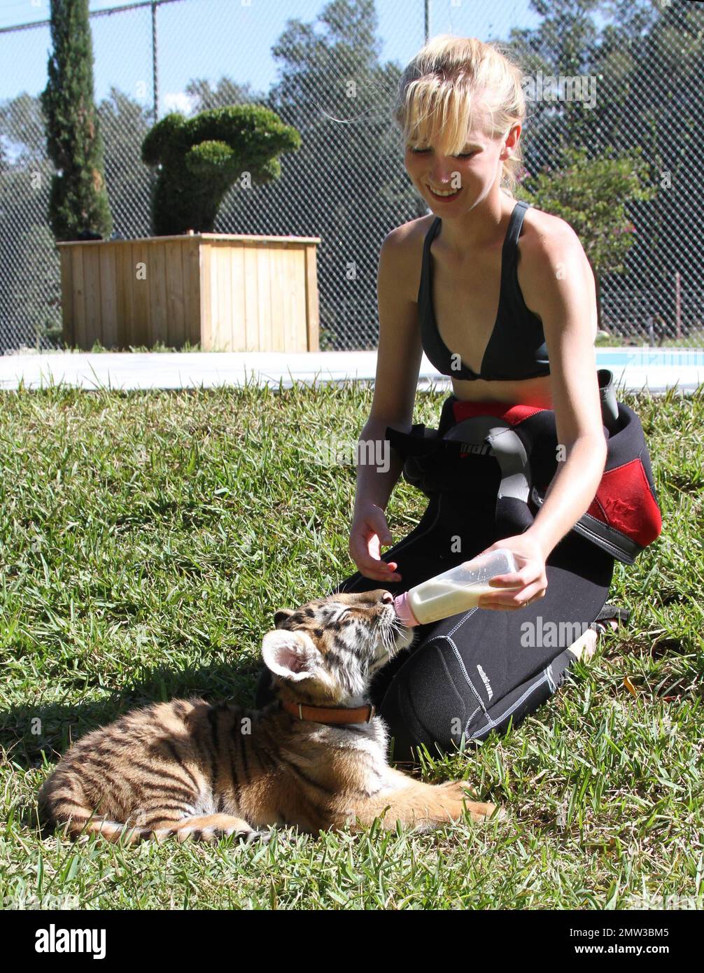 EXCLUSIVE!! This is Wild Thing's adorable 10 week old Tiger cub Tony ...