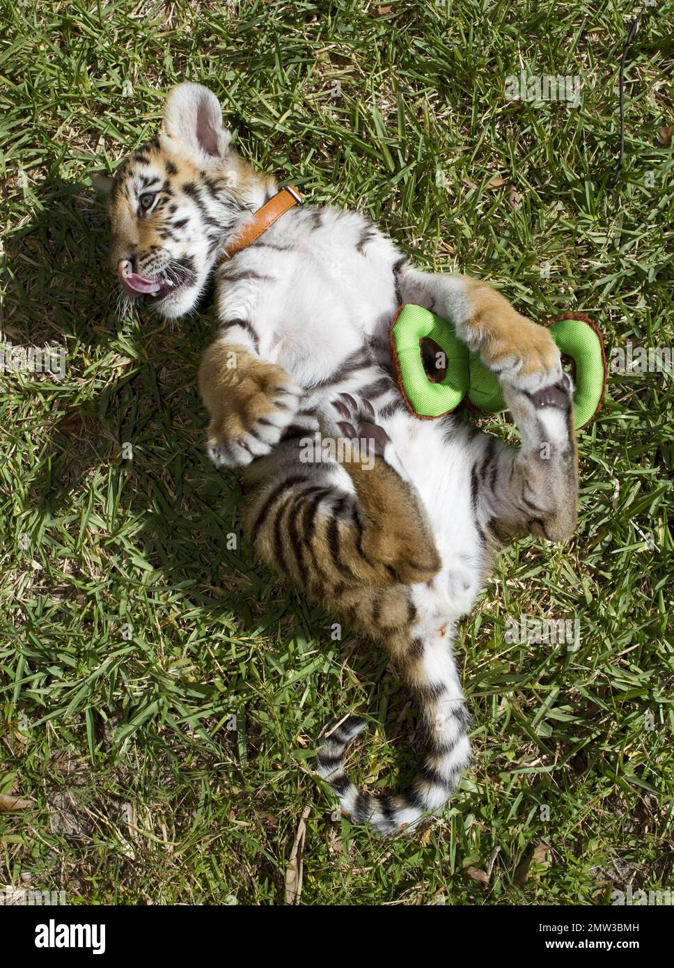 EXCLUSIVE!! This is Wild Thing's adorable 10 week old Tiger cub Tony ...