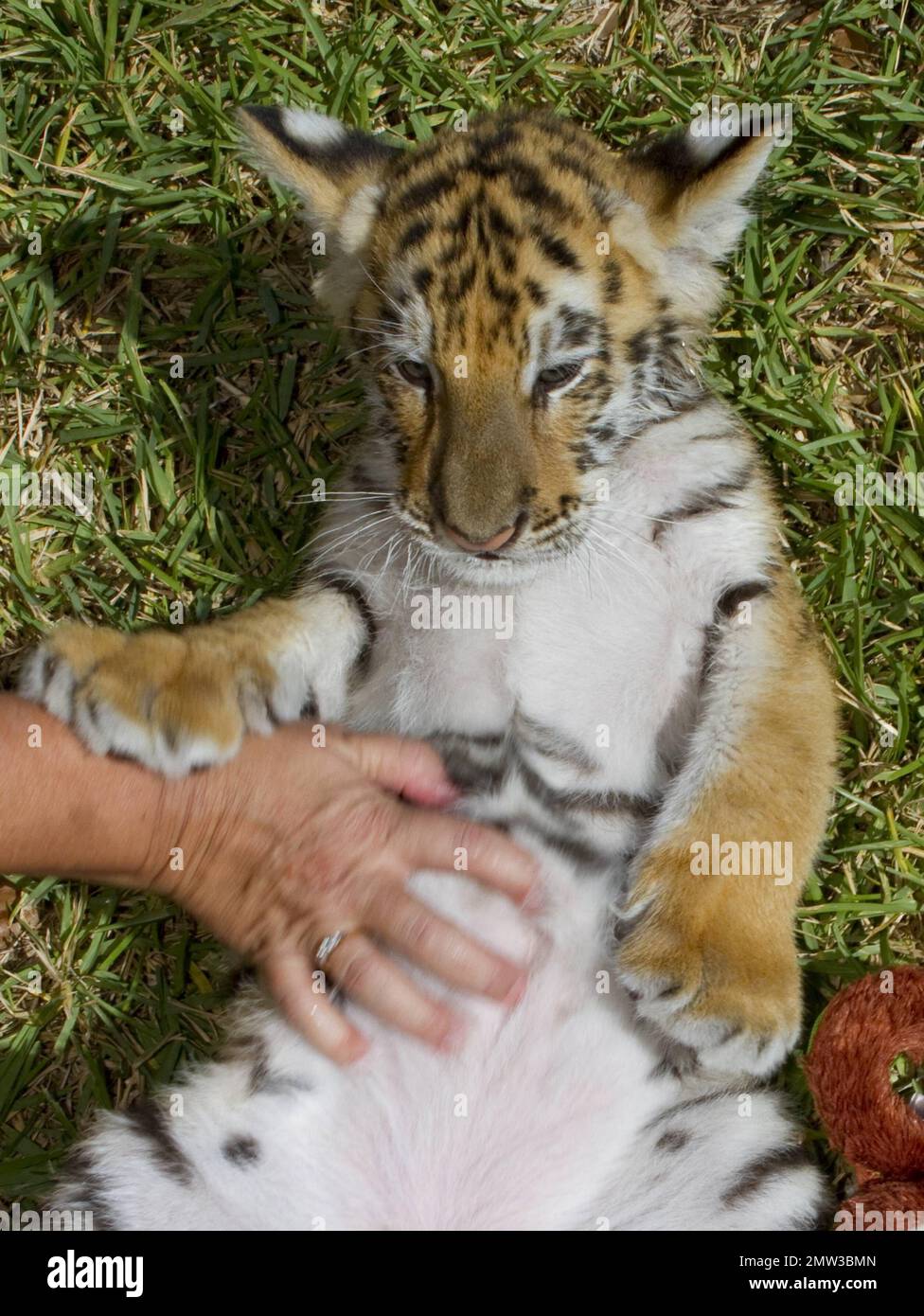 EXCLUSIVE!! This is Wild Thing's adorable 10 week old Tiger cub Tony ...