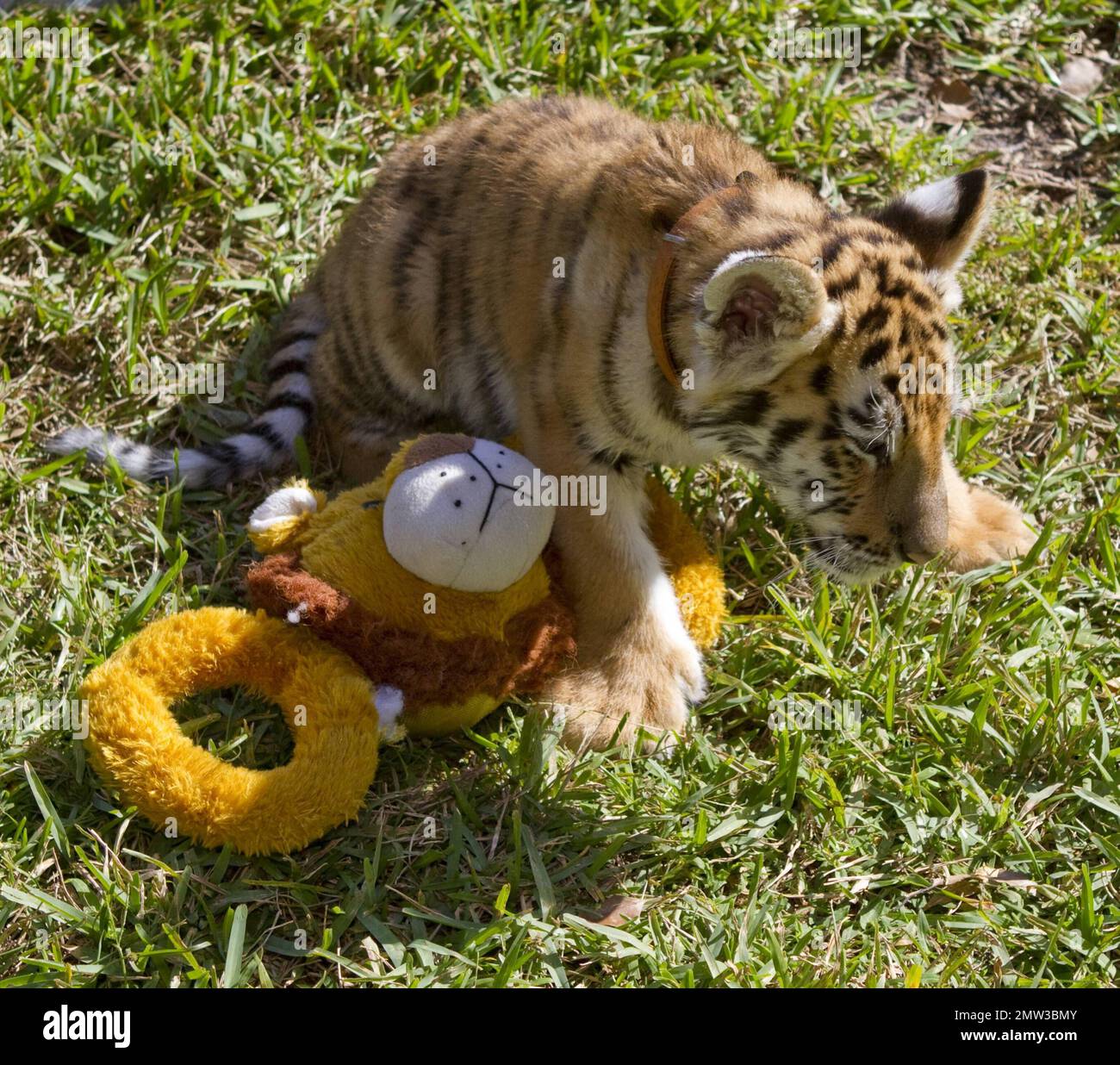 EXCLUSIVE!! This is Wild Thing's adorable 10 week old Tiger cub Tony ...