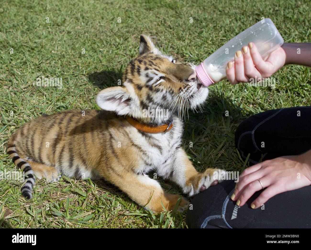 EXCLUSIVE!! This is Wild Thing's adorable 10 week old Tiger cub Tony ...