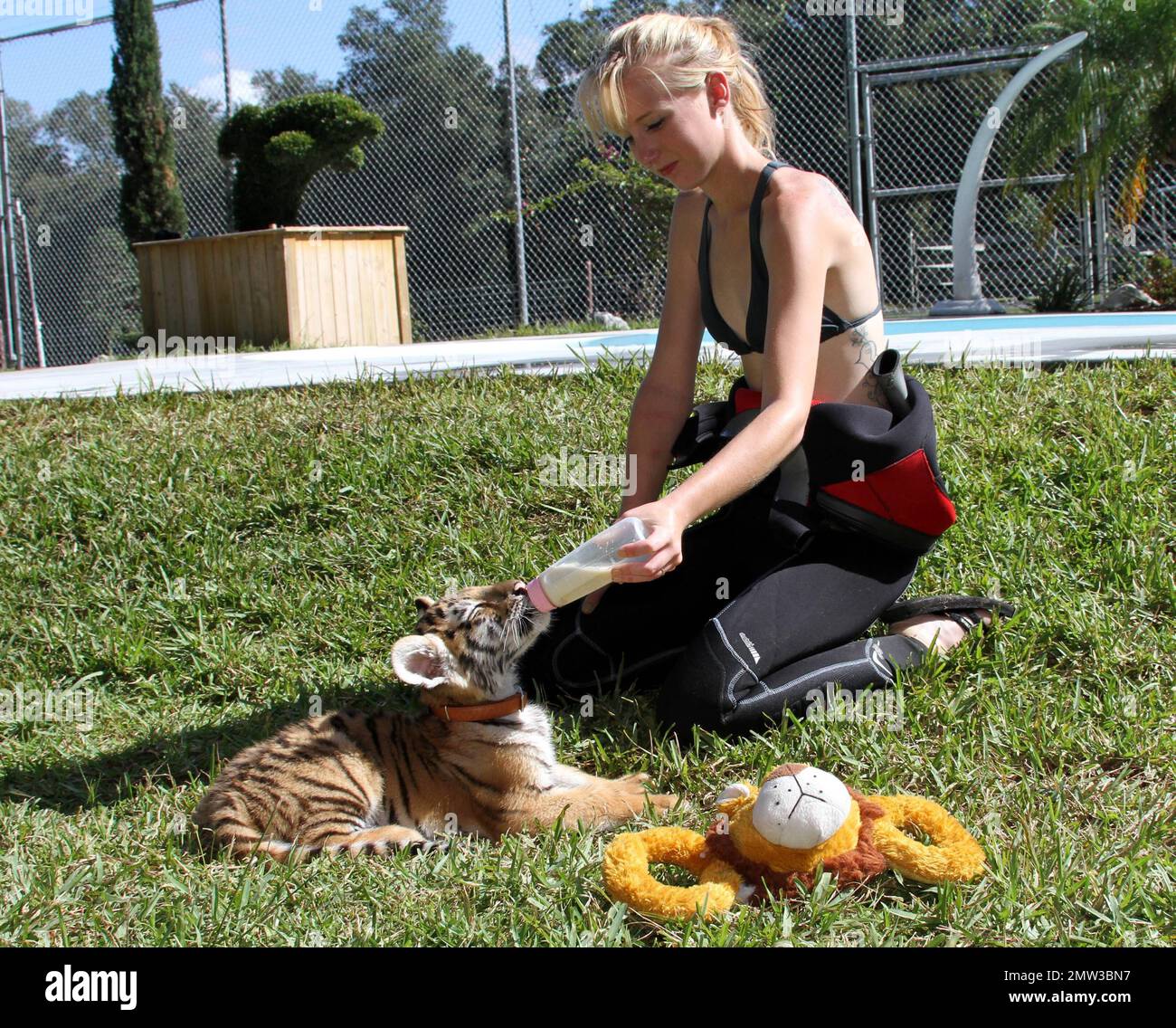 EXCLUSIVE!! This is Wild Thing's adorable 10 week old Tiger cub Tony ...