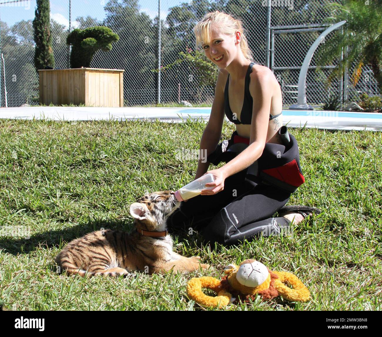 EXCLUSIVE!! This is Wild Thing's adorable 10 week old Tiger cub Tony ...