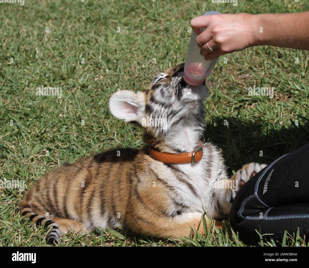 EXCLUSIVE!! This is Wild Thing's adorable 10 week old Tiger cub Tony ...
