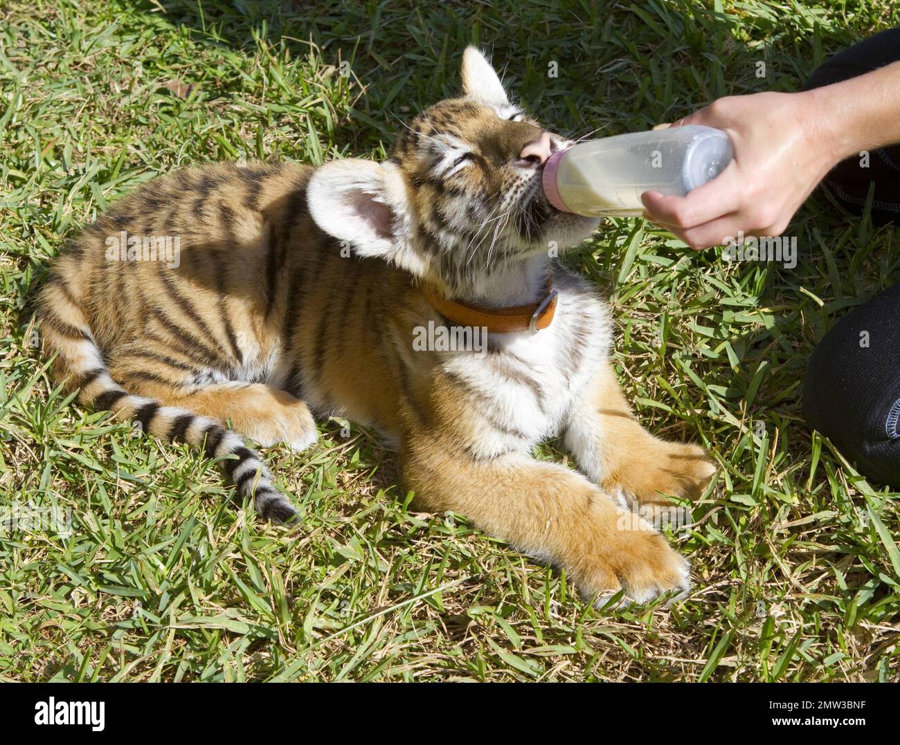 EXCLUSIVE!! This is Wild Thing's adorable 10 week old Tiger cub Tony ...