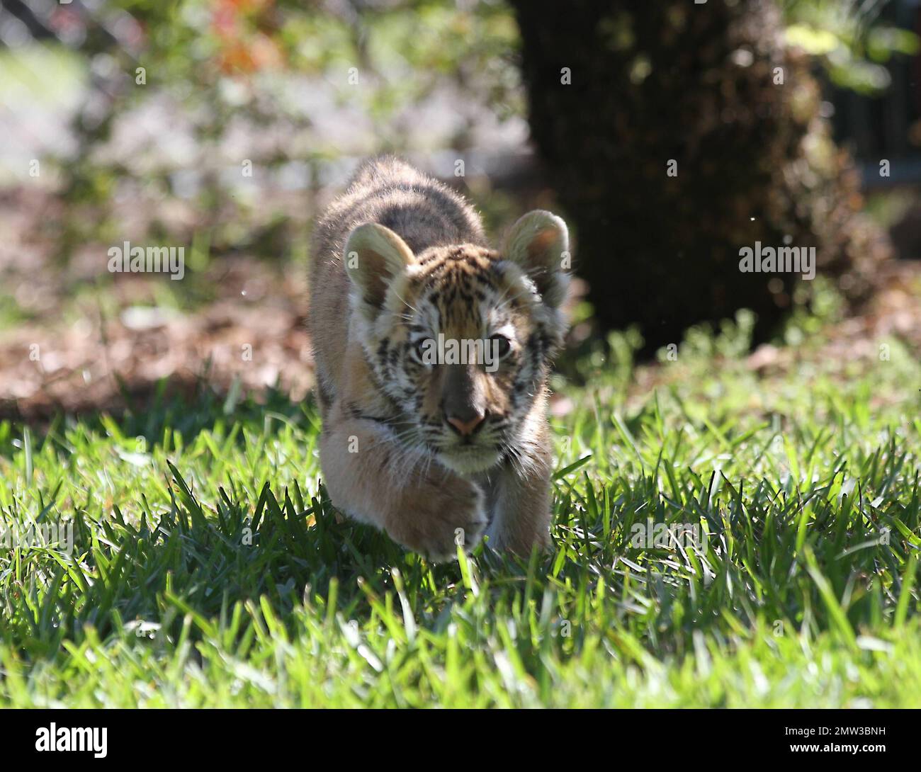 EXCLUSIVE!! This is Wild Thing's adorable 10 week old Tiger cub Tony ...