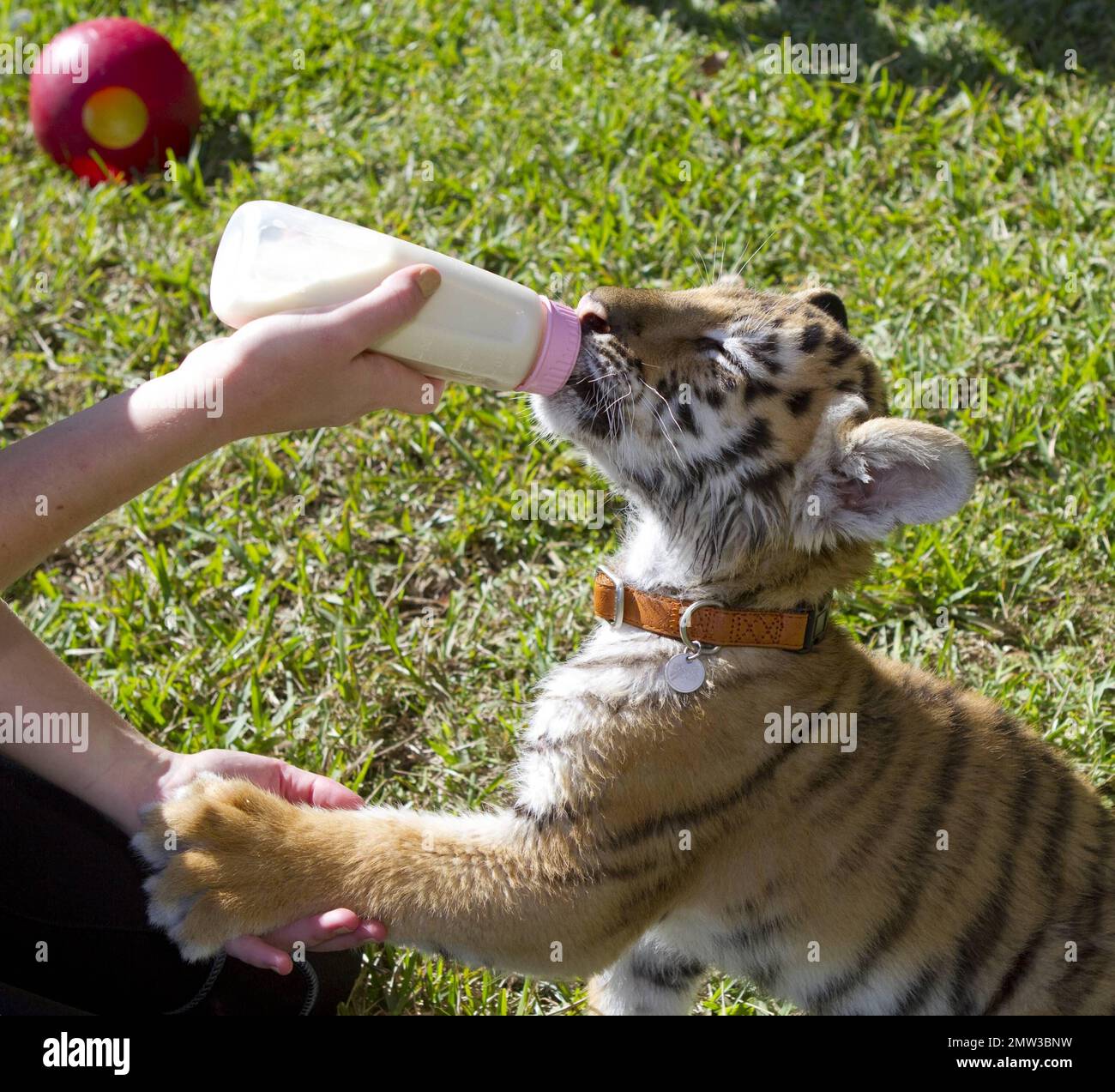 EXCLUSIVE!! This is Wild Thing's adorable 10 week old Tiger cub Tony ...