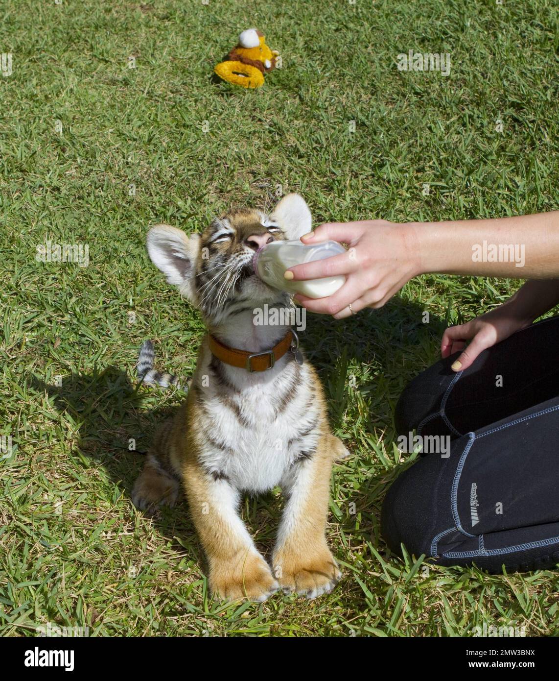 EXCLUSIVE!! This is Wild Thing's adorable 10 week old Tiger cub Tony ...