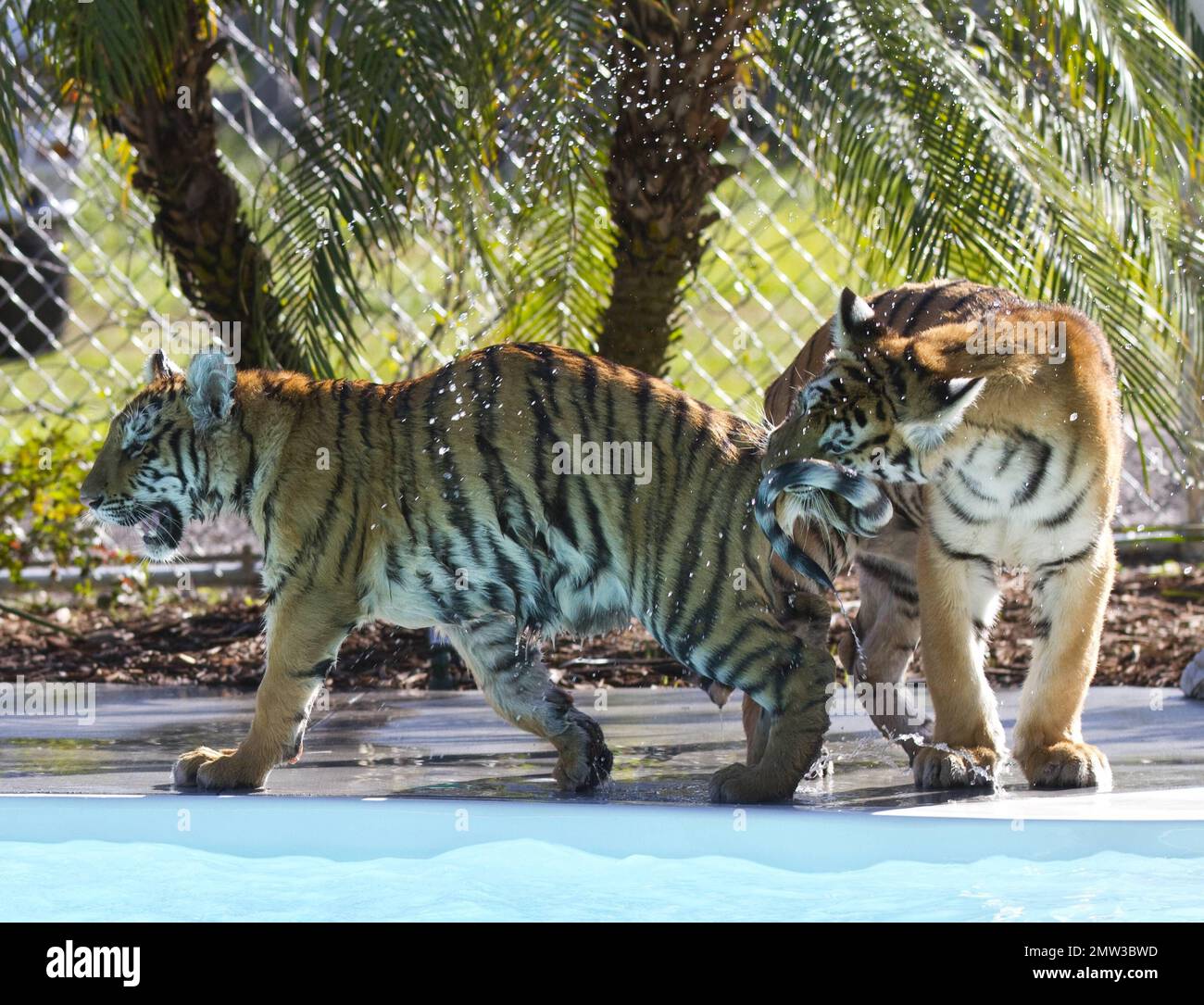 Big boy now hi-res stock photography and images - Alamy