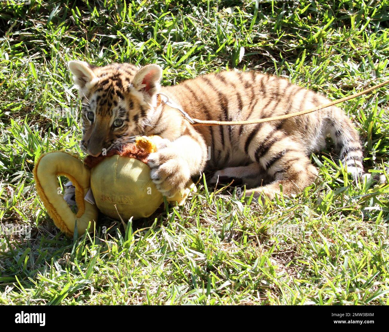 EXCLUSIVE!! This is Wild Thing's adorable 10 week old Tiger cub Tony ...
