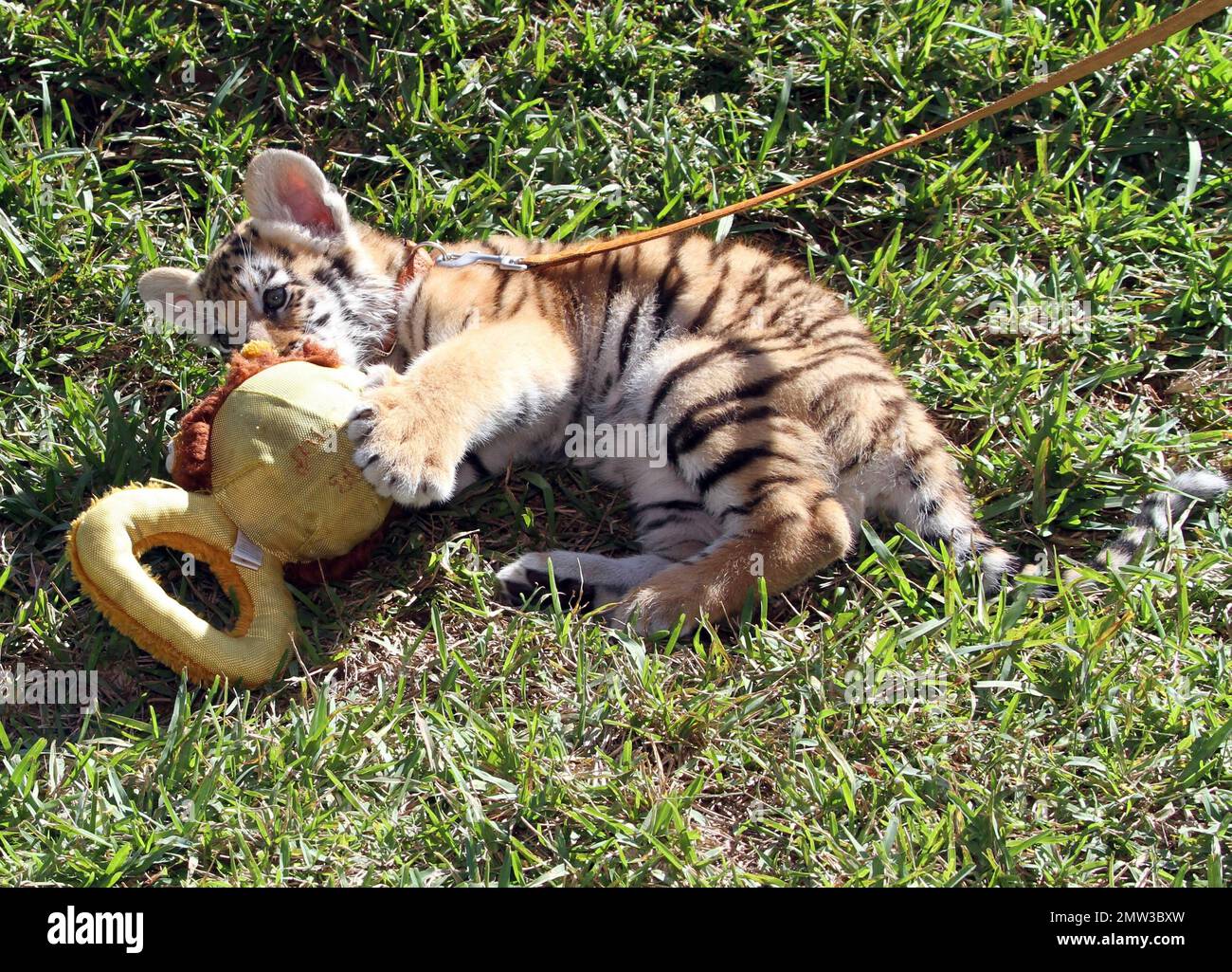 Monkey Playing With Tigers