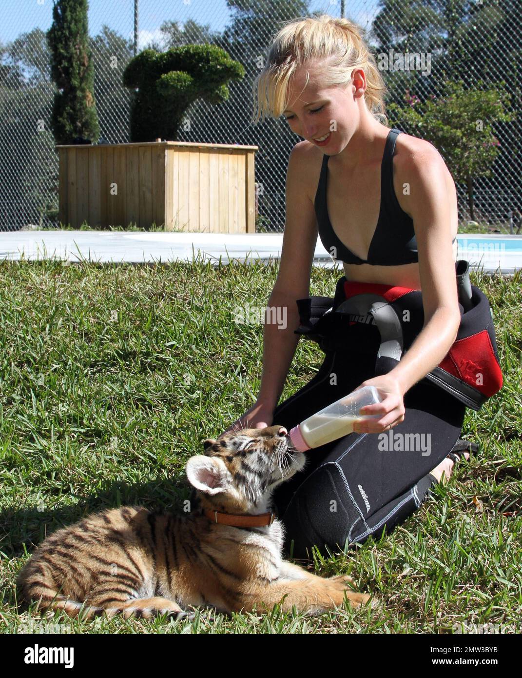 EXCLUSIVE!! This is Wild Thing's adorable 10 week old Tiger cub Tony ...