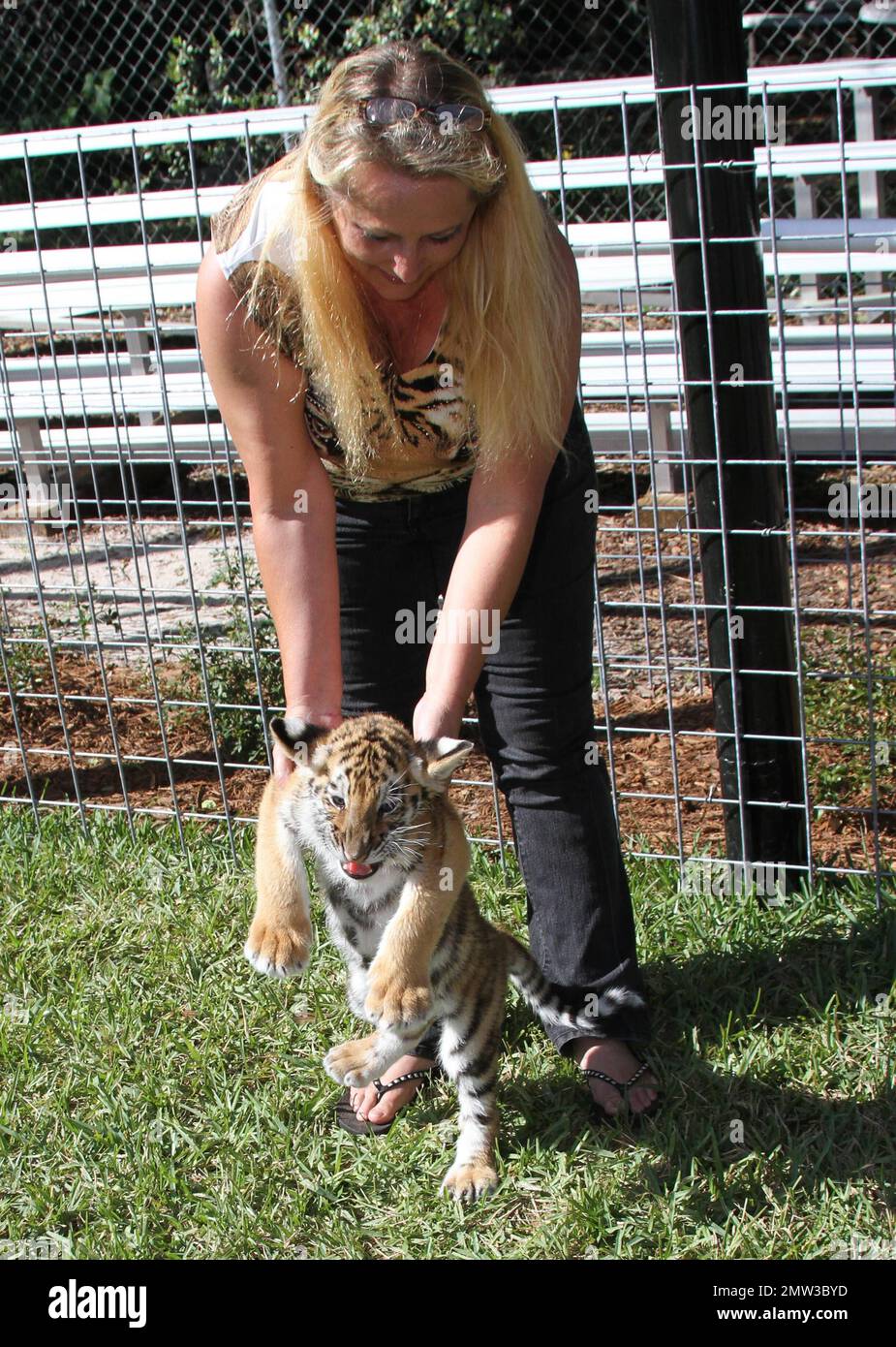 EXCLUSIVE!! This is Wild Thing's adorable 10 week old Tiger cub Tony ...