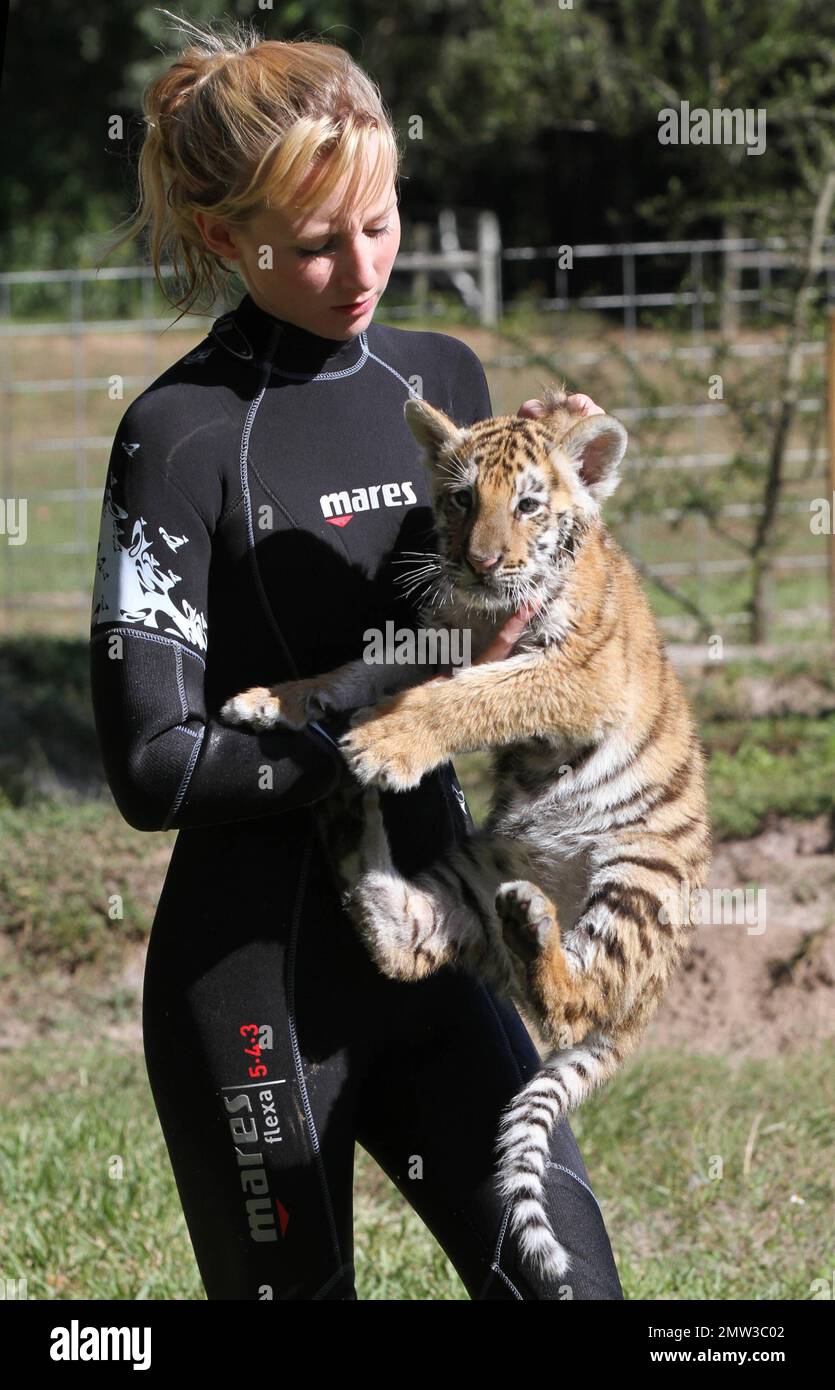 EXCLUSIVE!! This is Wild Thing's adorable 10 week old Tiger cub Tony ...