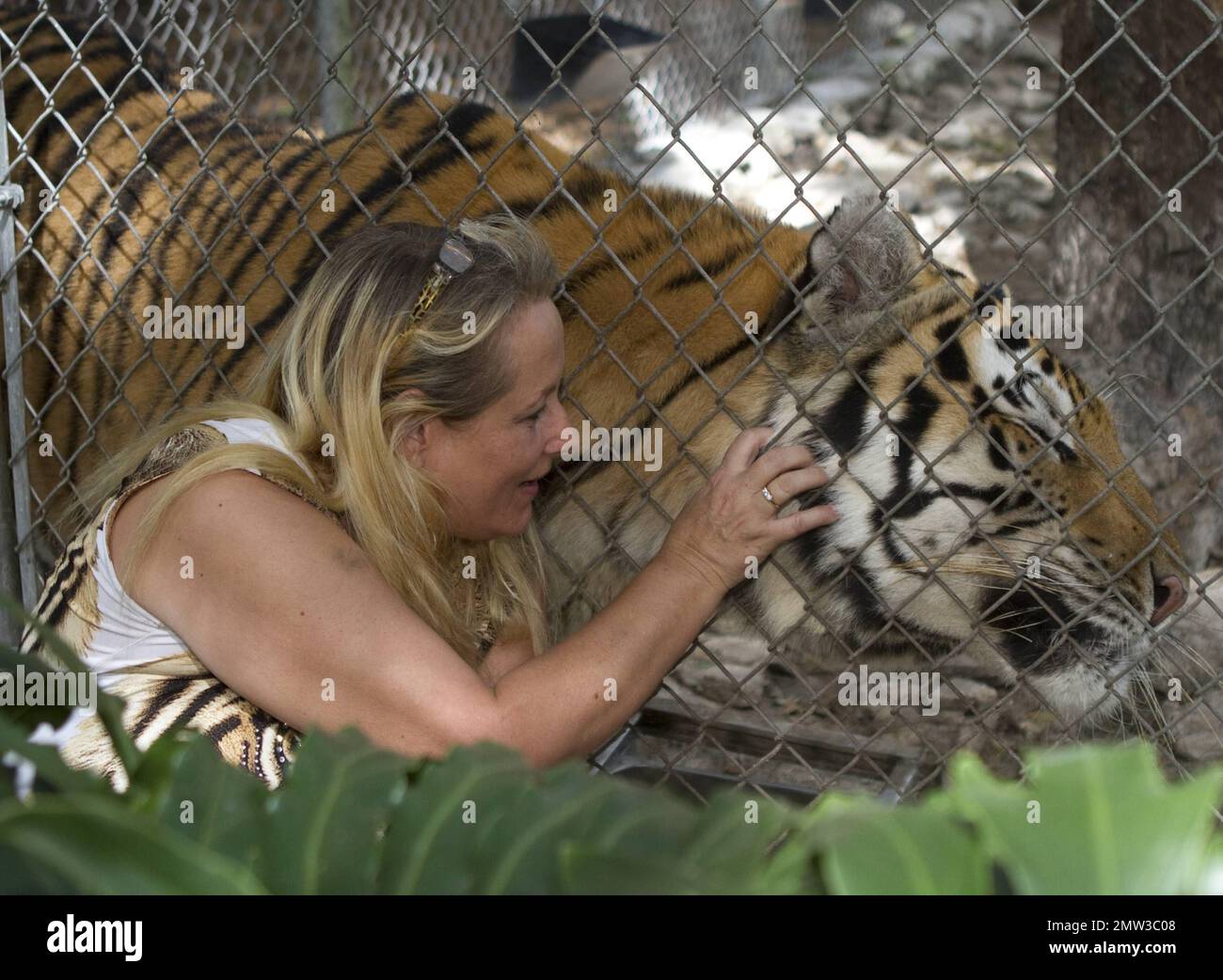 EXCLUSIVE!! These are the giant parents, of adorable 10 week old Tiger ...