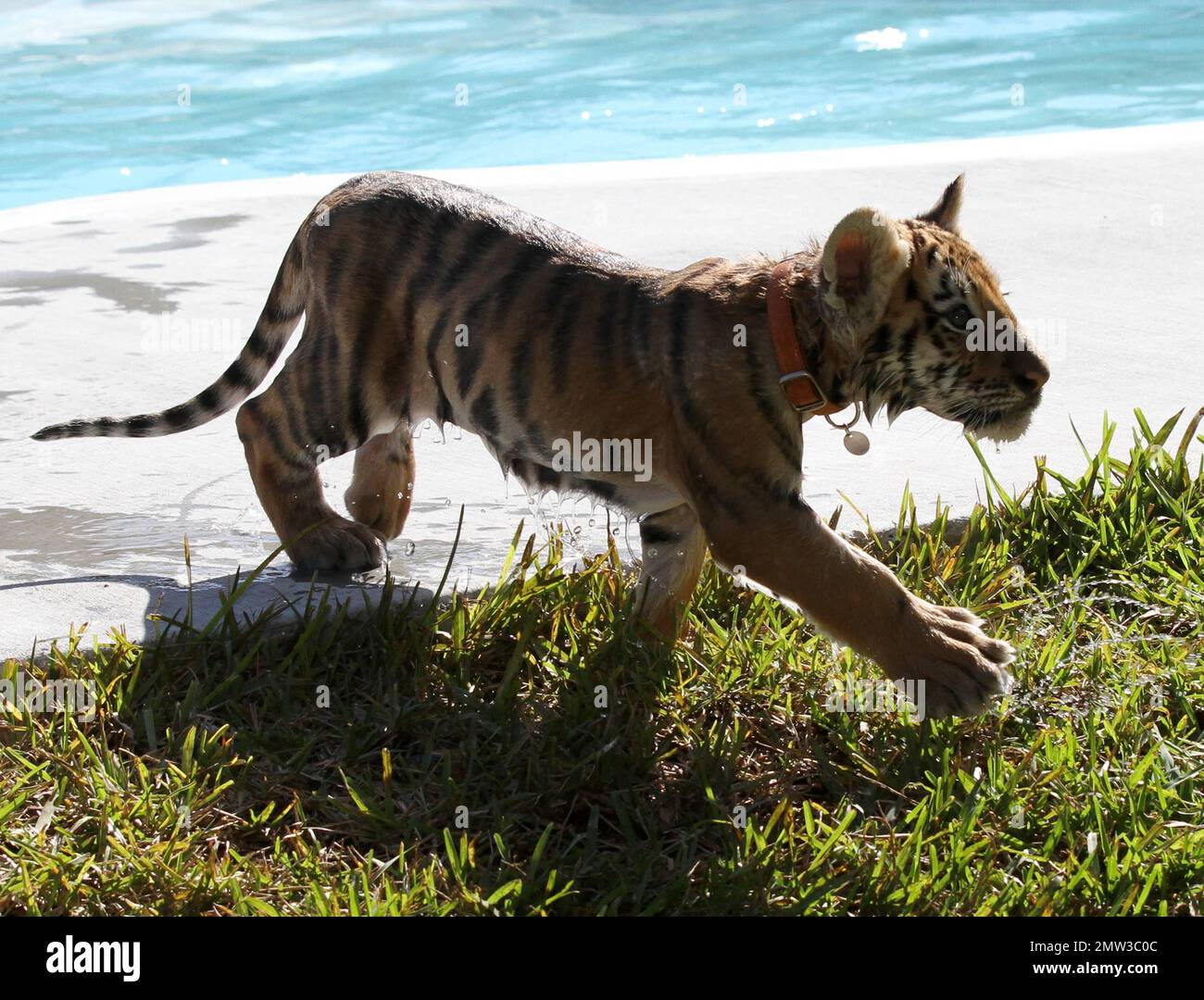 EXCLUSIVE!! Pretty trainer Kelsey spends time with Thing's adorable 10 ...