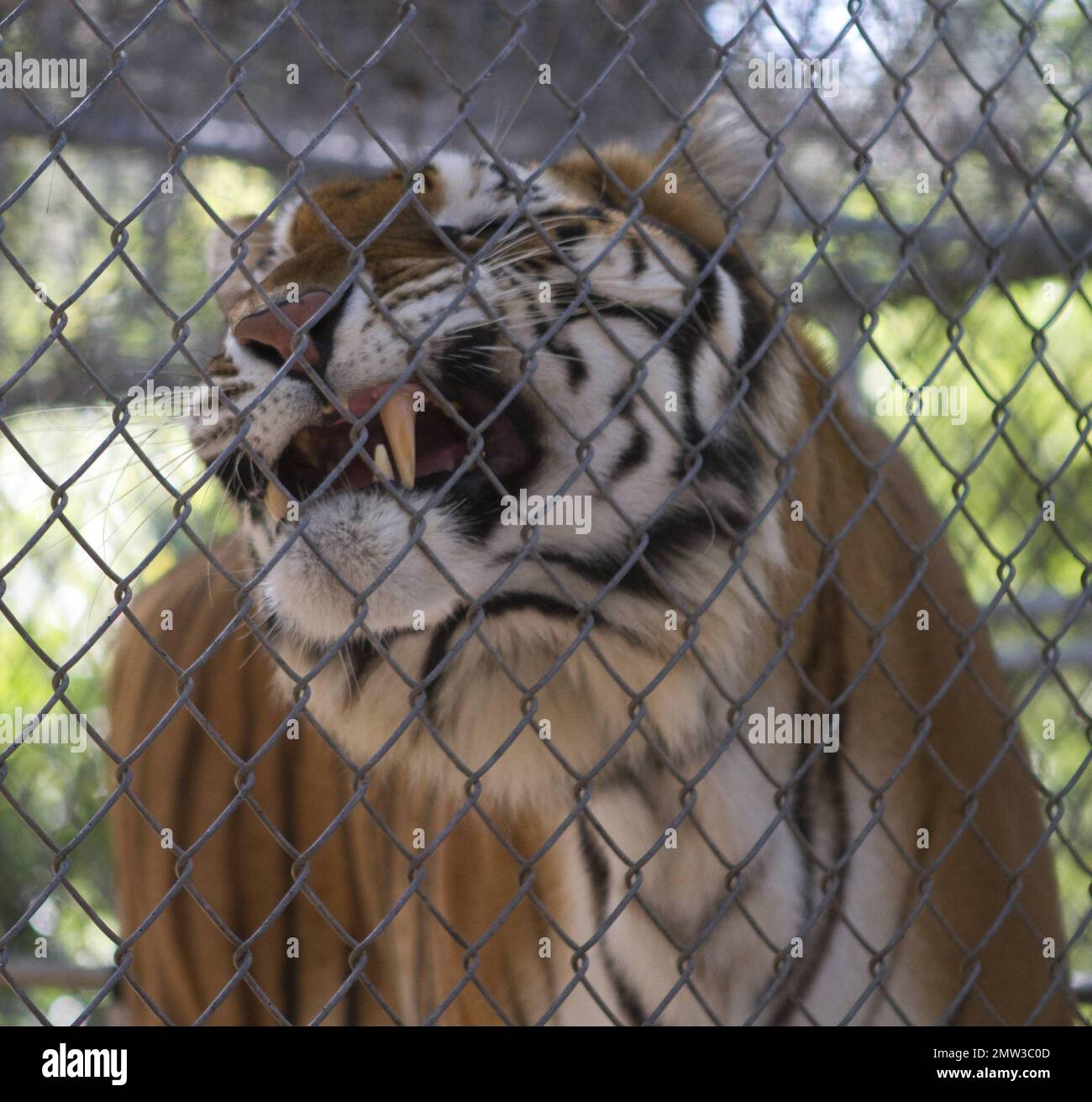 EXCLUSIVE!! These are the giant parents, of adorable 10 week old Tiger ...
