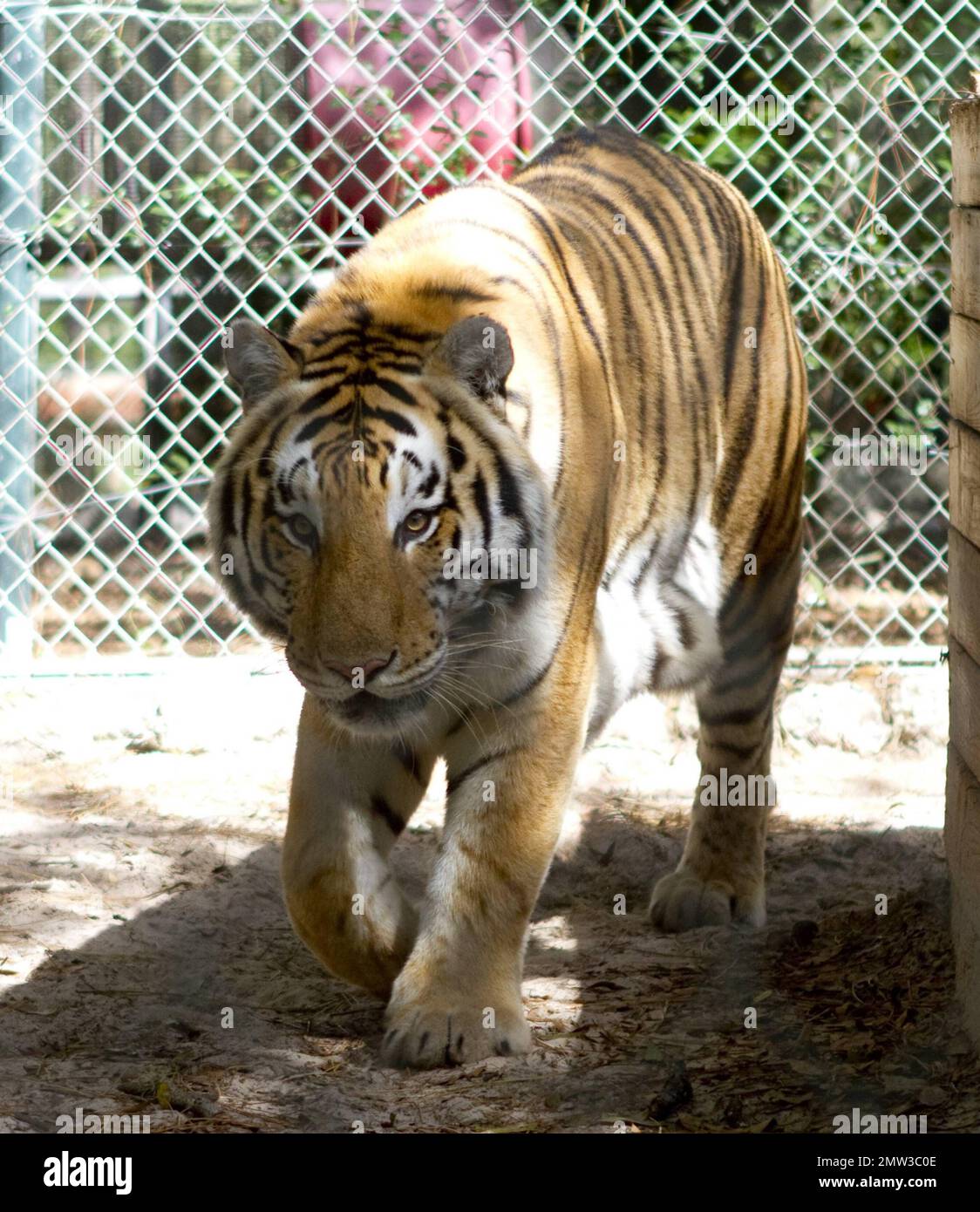 EXCLUSIVE!! These are the giant parents, of adorable 10 week old Tiger ...