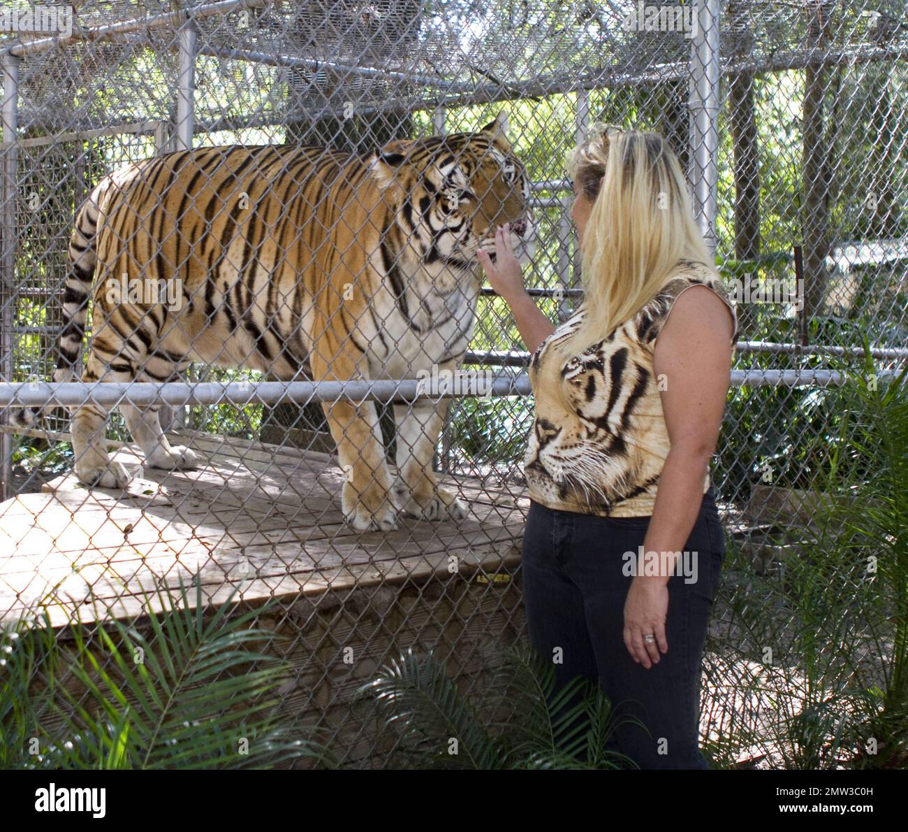 EXCLUSIVE!! These are the giant parents, of adorable 10 week old Tiger ...