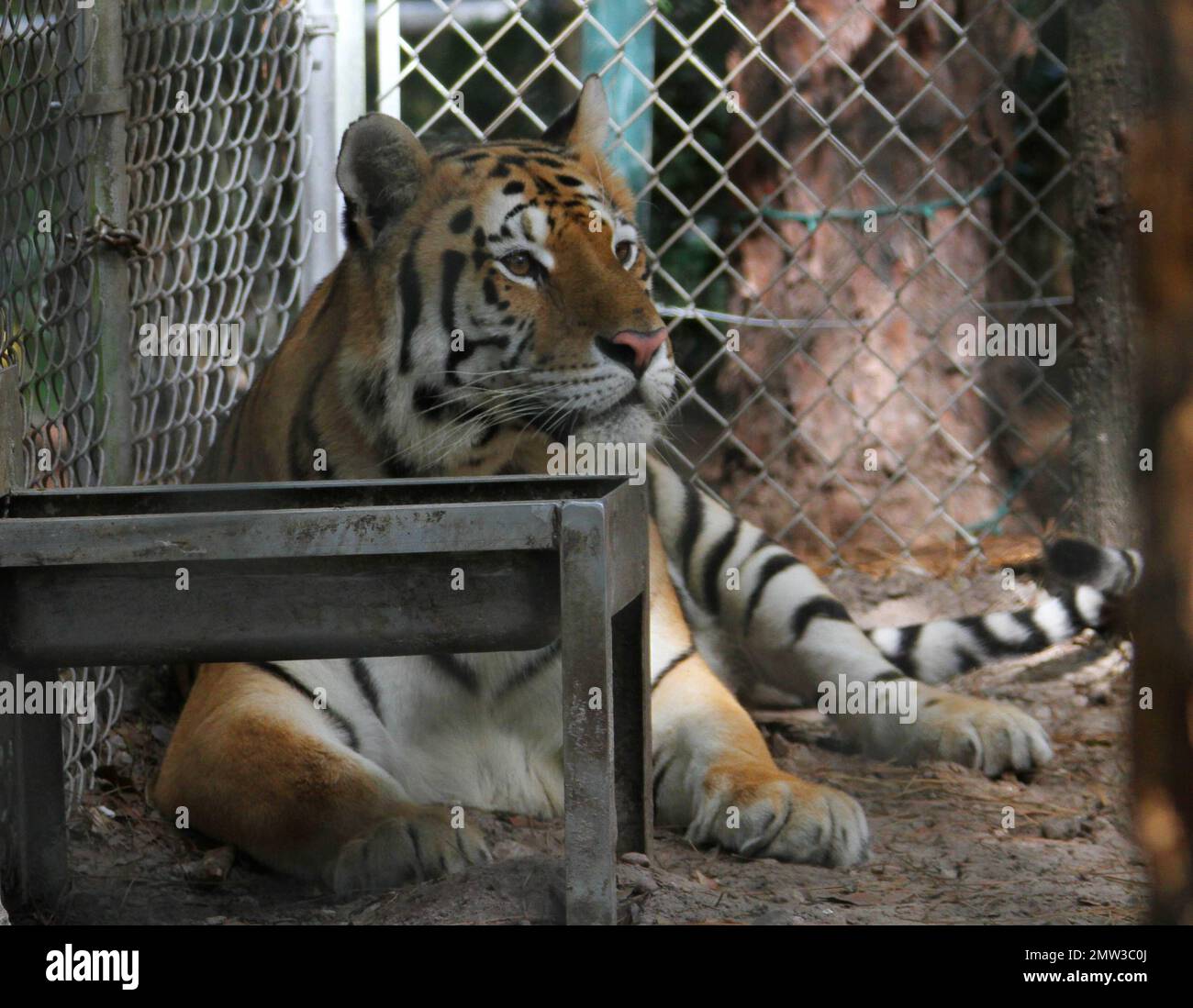 EXCLUSIVE!! These are the giant parents, of adorable 10 week old Tiger ...