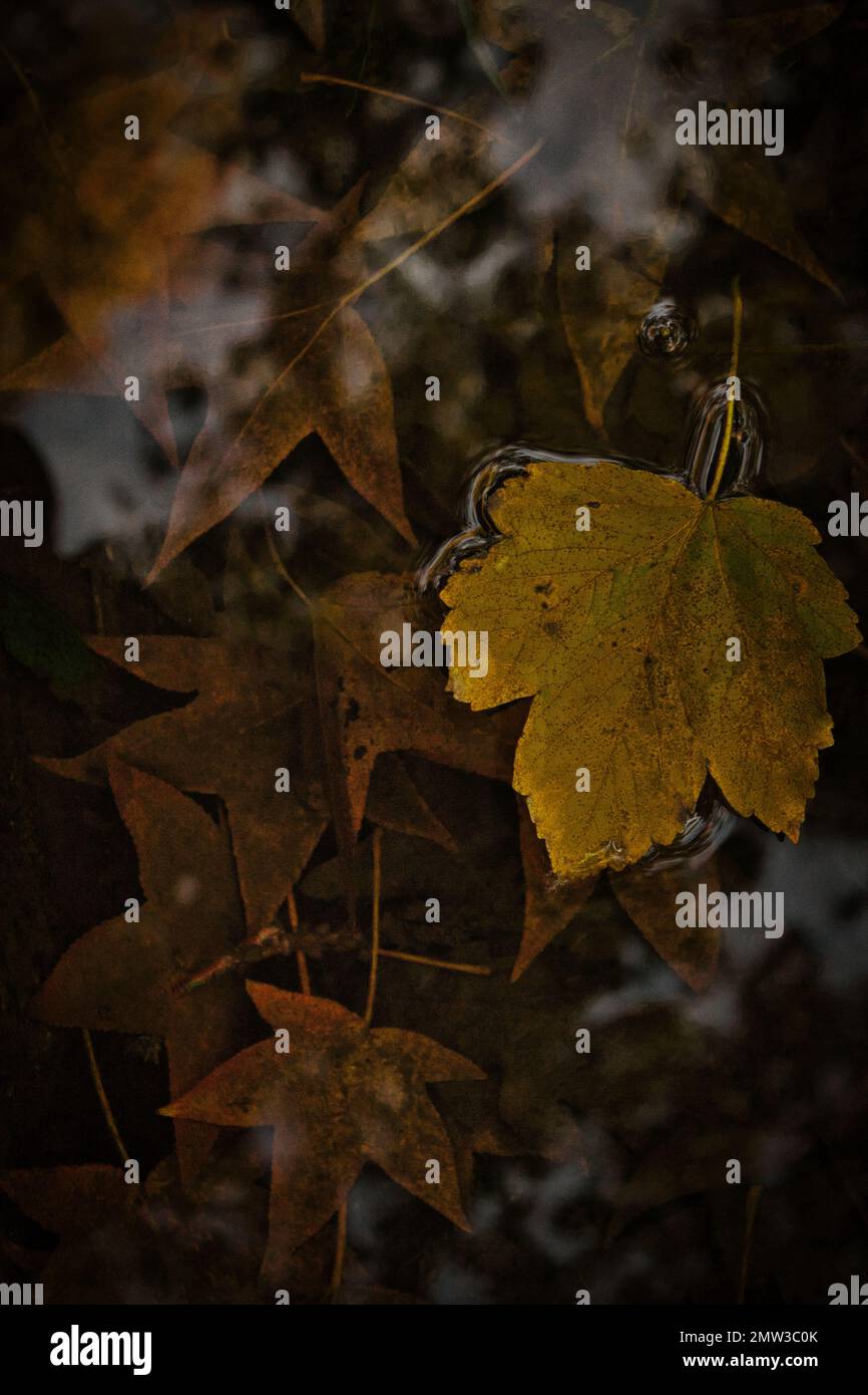 A vertical top view of a yellow autumn leaf floating in the water, brown leaves in the under the ...
