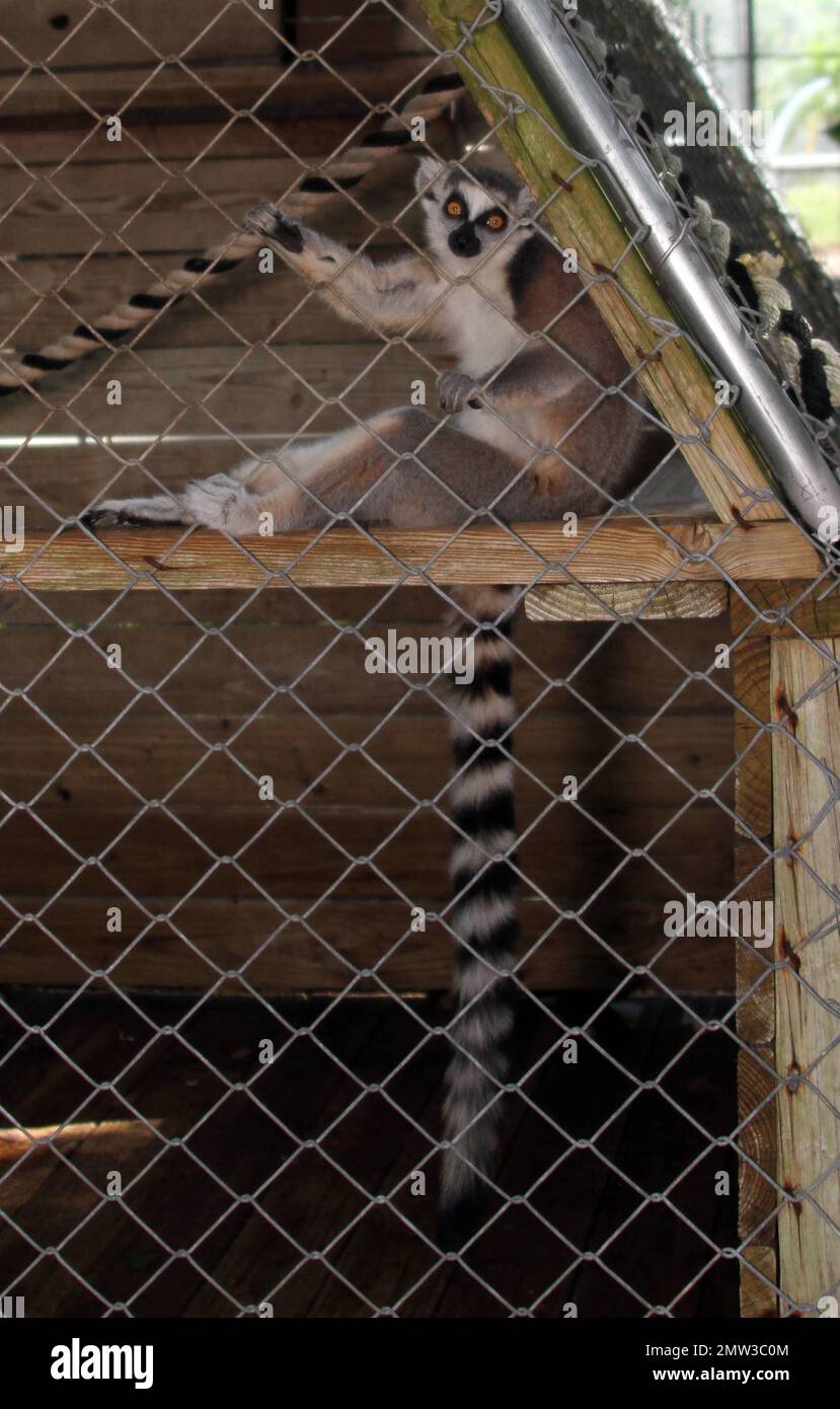 EXCLUSIVE!! A young Lemur at the Wild Things wild life park in Northern ...