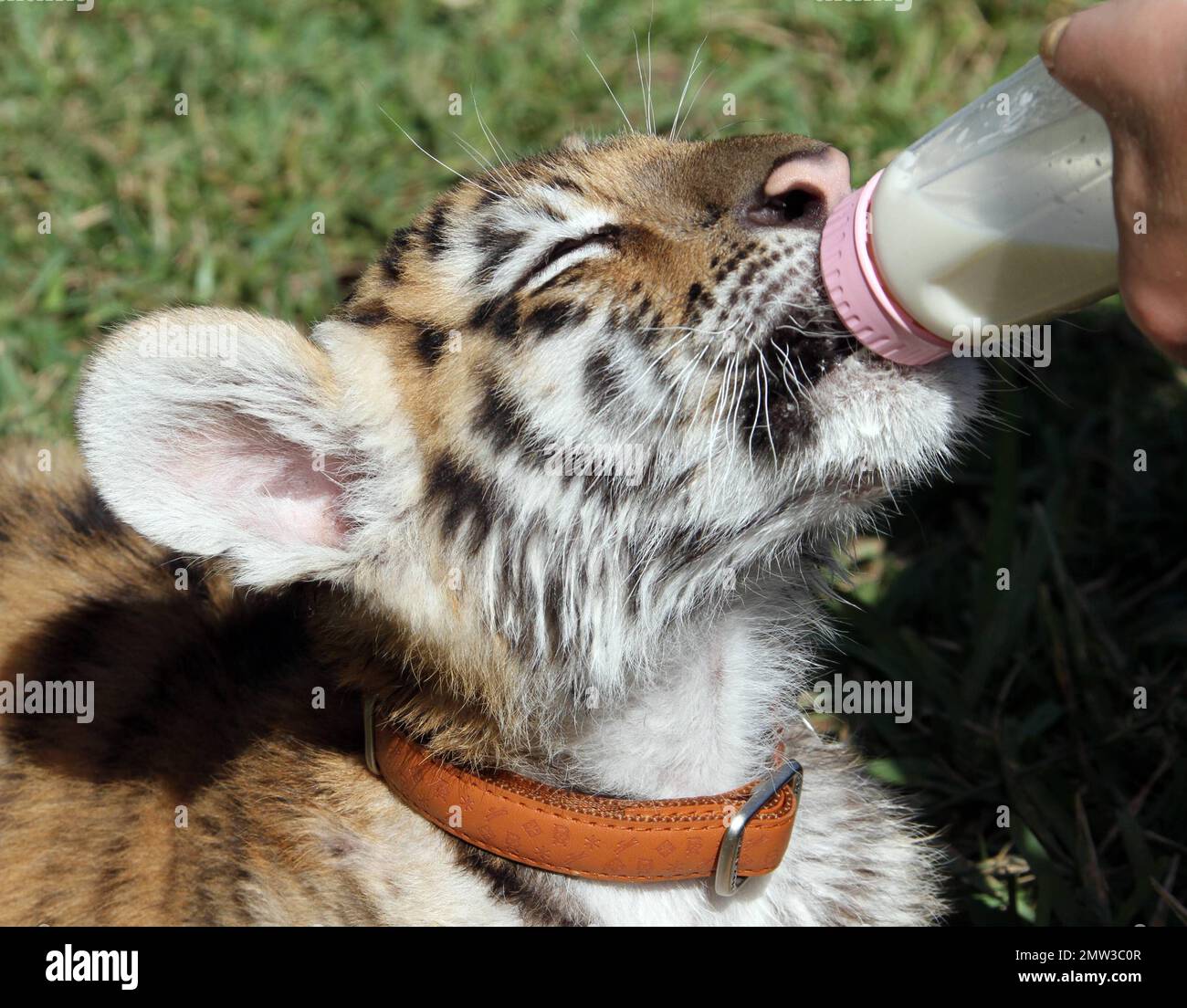 EXCLUSIVE!! This is Wild Thing's adorable 10 week old Tiger cub Tony ...