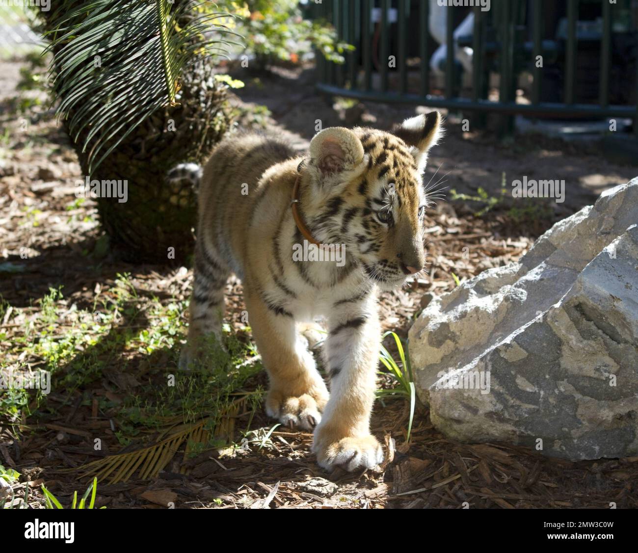 EXCLUSIVE!! This is Wild Thing's adorable 10 week old Tiger cub Tony ...