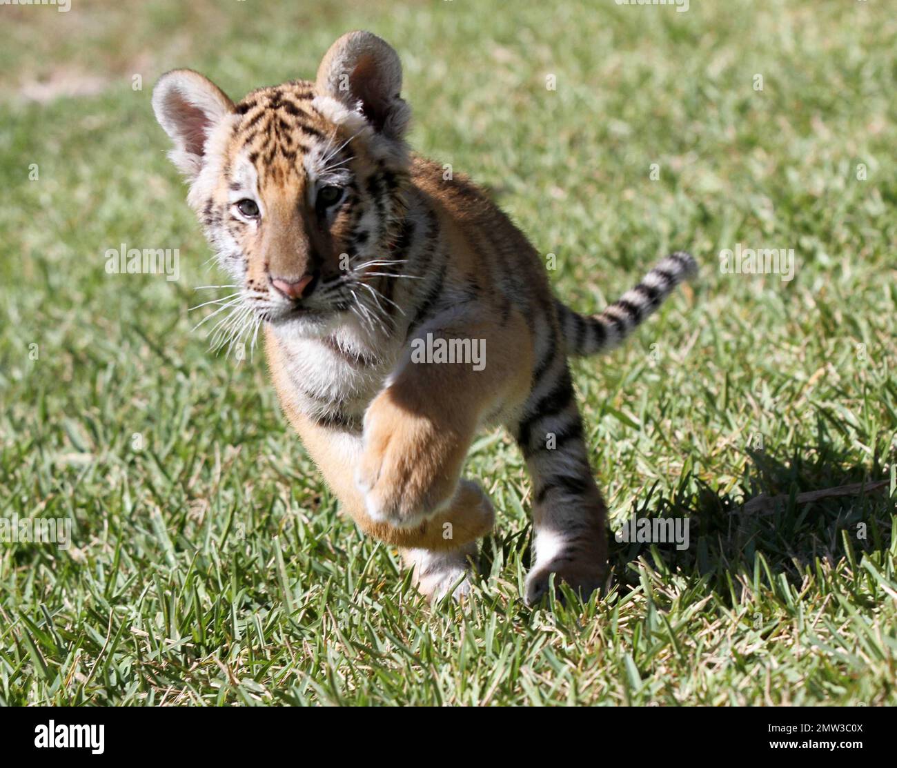 EXCLUSIVE!! This is Wild Thing's adorable 10 week old Tiger cub Tony ...